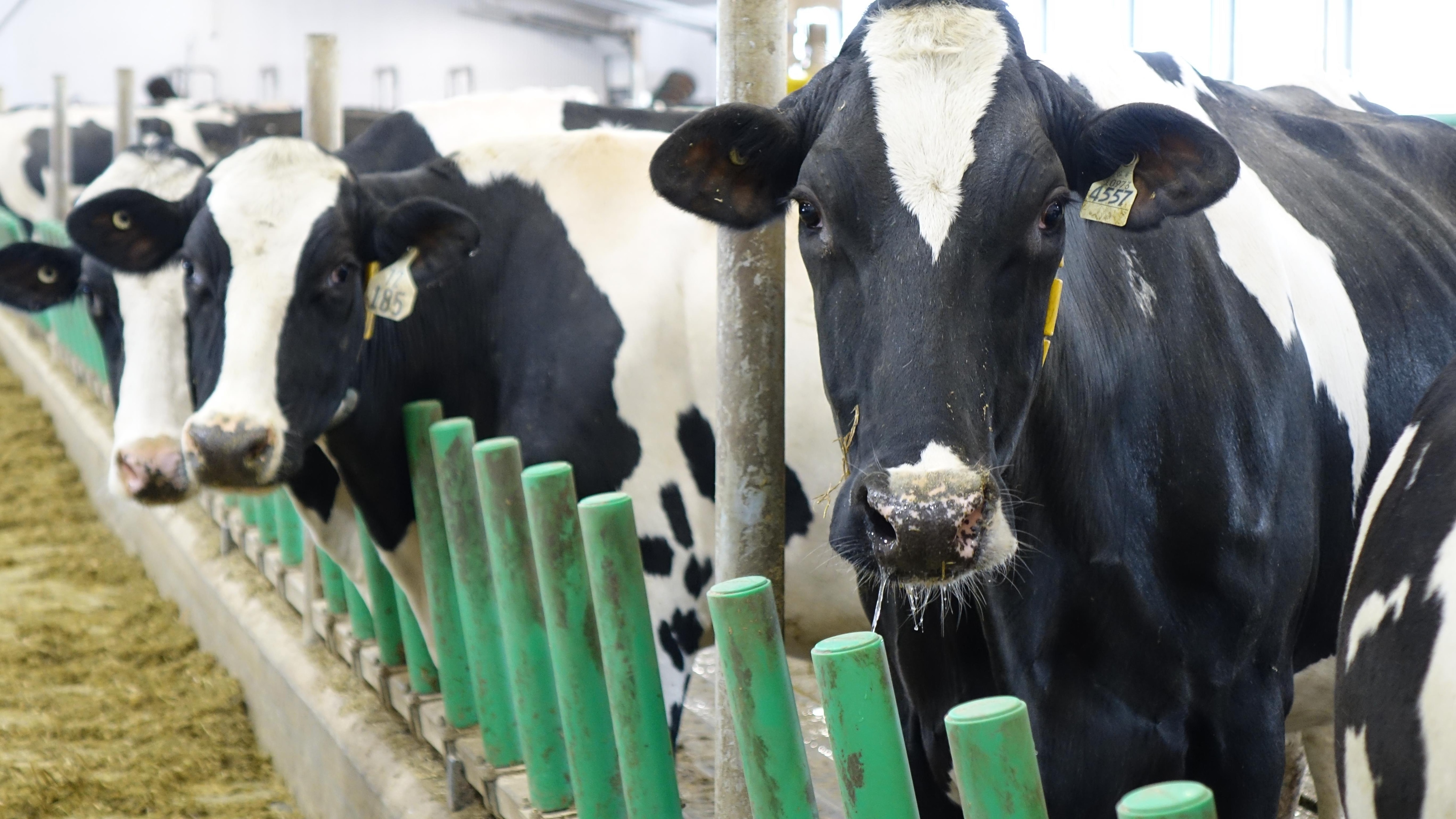 L'avenir des fermes laitières de la région passe-t-elle par le bio ...