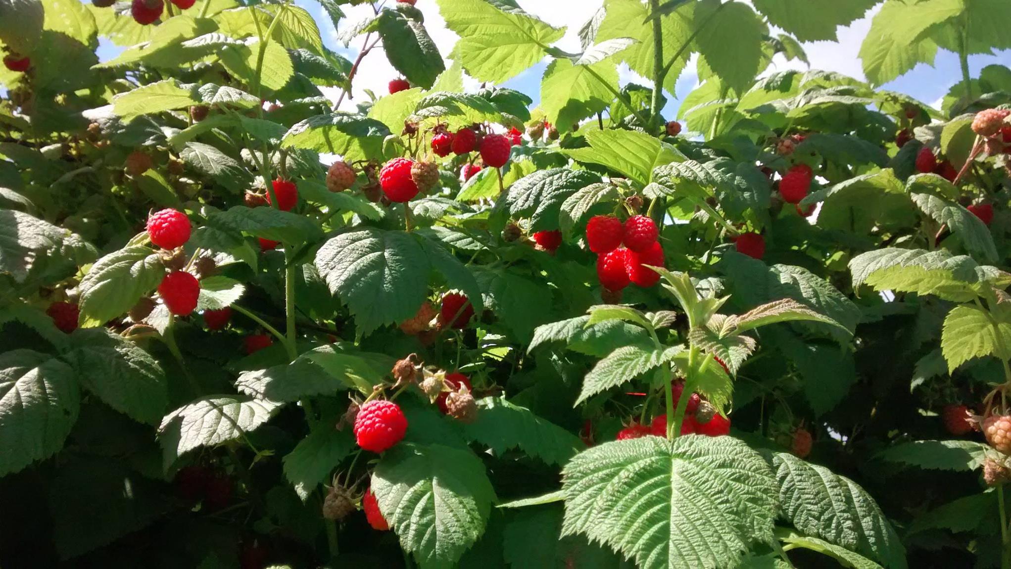 Des champs de framboises qui ne dérougissent pas | OHdio | Radio-Canada