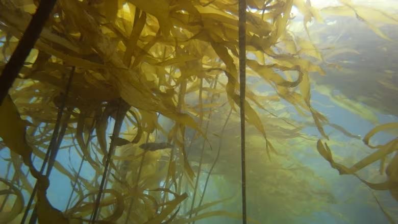 Une initiative pour sauver les forêts de varech du Pacifique | OHdio ...