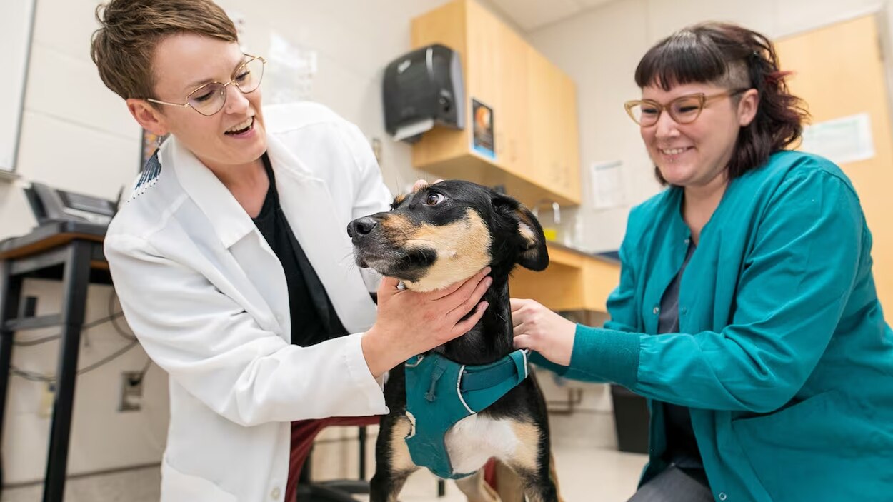 Un programme de soins vétérinaires dans le nord de la Saskatchewan ...