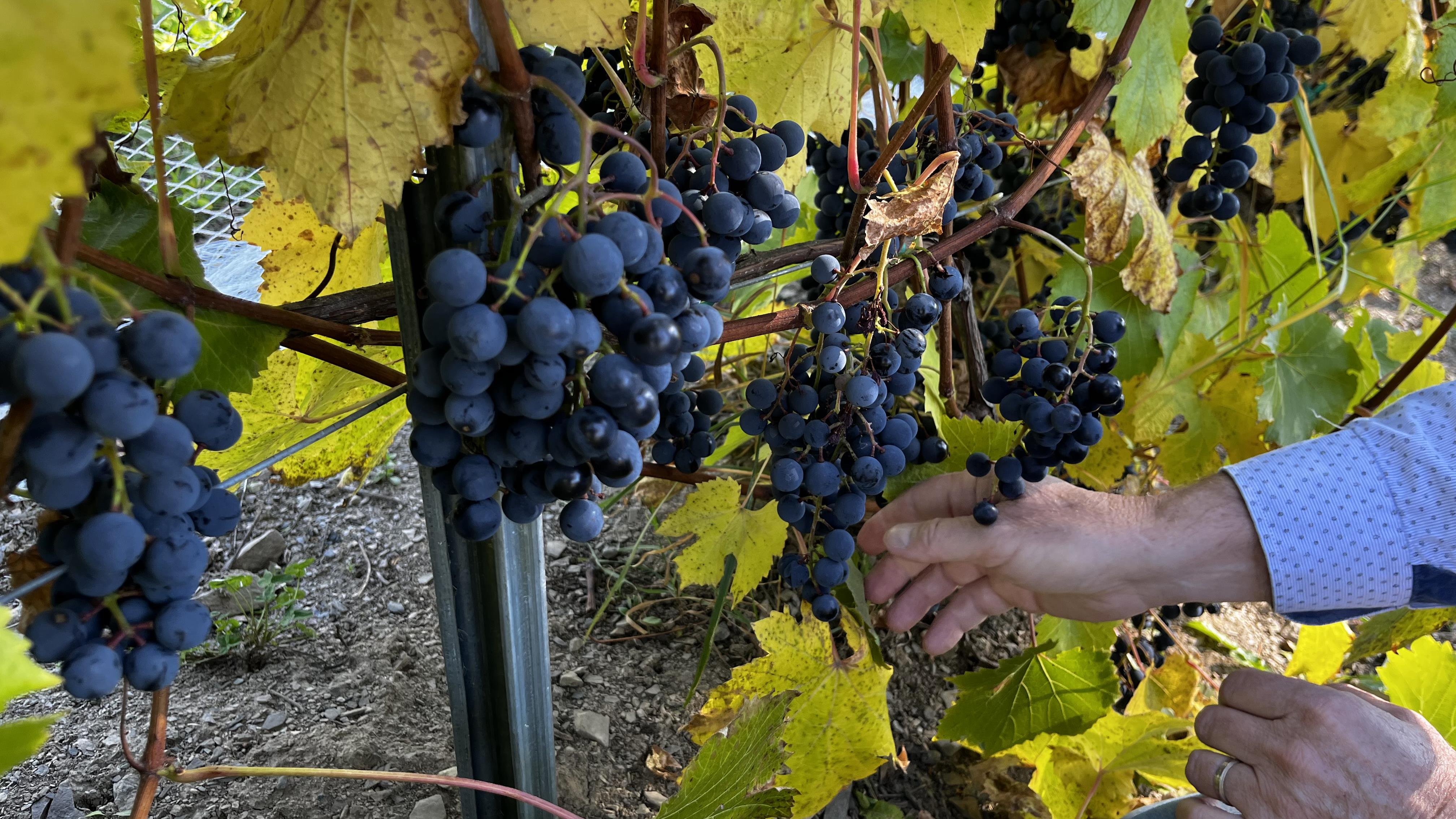 Le vignoble expérimental Terre-Eau amorce sa première production ...