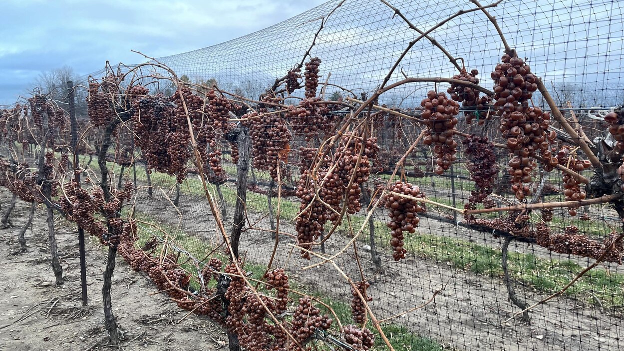 Les vins de glace ne sont pas près de disparaître en Ontario | Radio-Canada