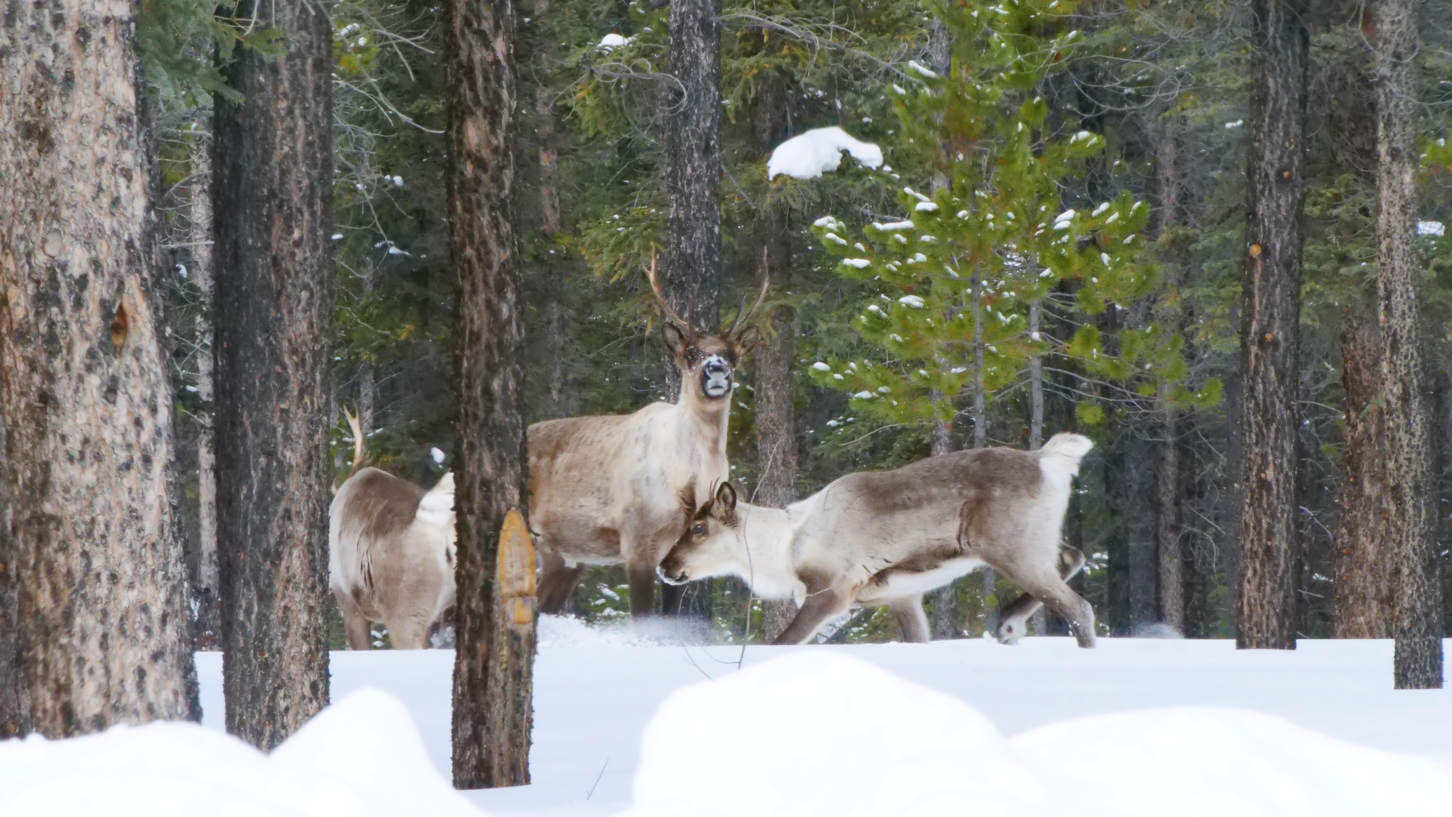 « Une population de caribous qui augmente, c’est bien » | OHdio | Radio ...