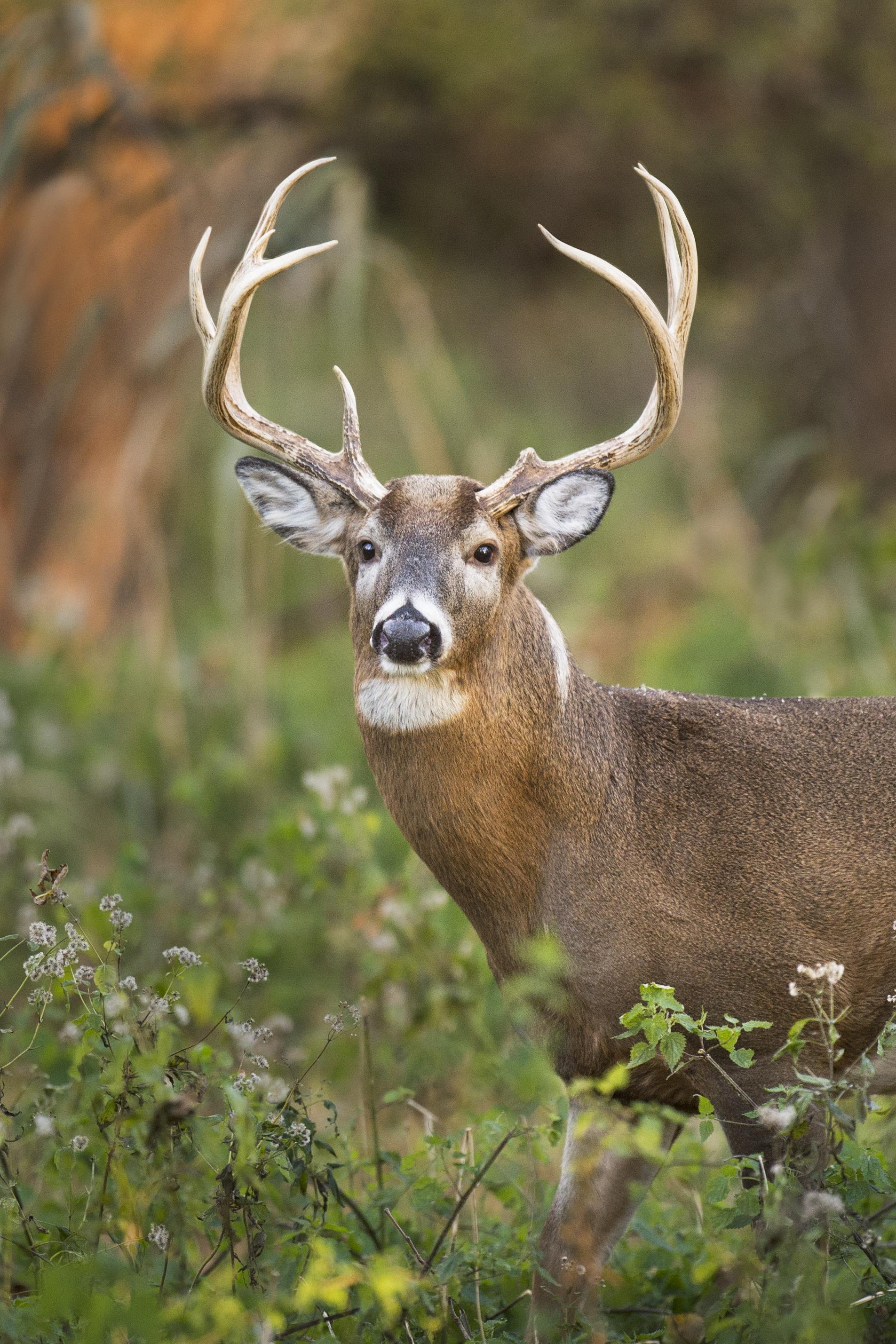 Chasse au cerf de Virginie : des dates réservées pour la relève | OHdio ...