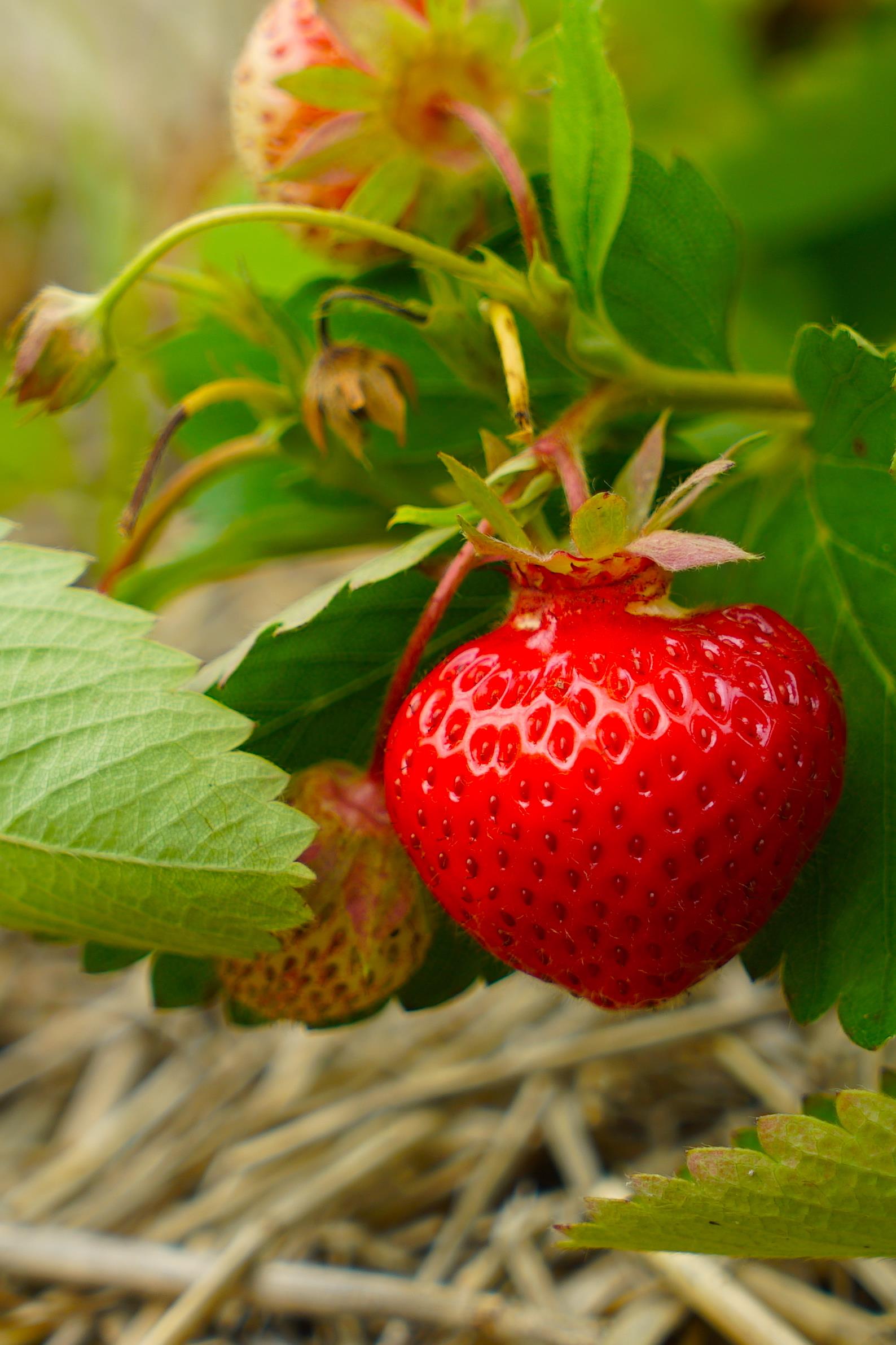 Production hâtive | OHdio | Radio-Canada