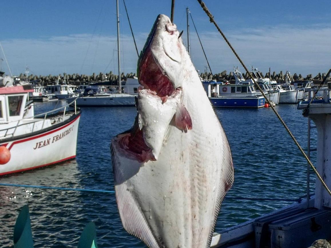 La pêche hivernale du flétan de l'Atlantique | OHdio | Radio-Canada