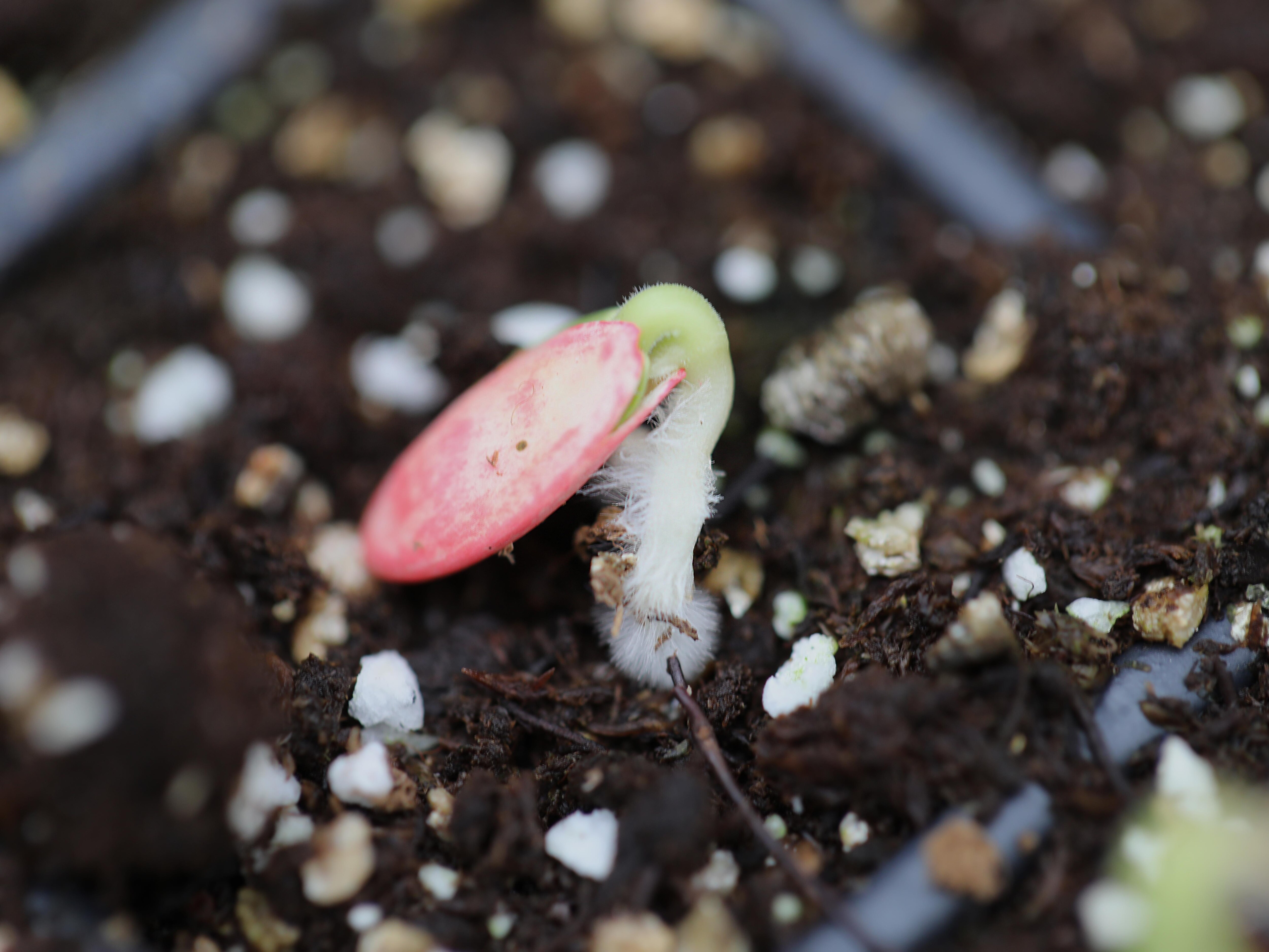 Déjà l'été dans les serres | ICI.Radio-Canada.ca