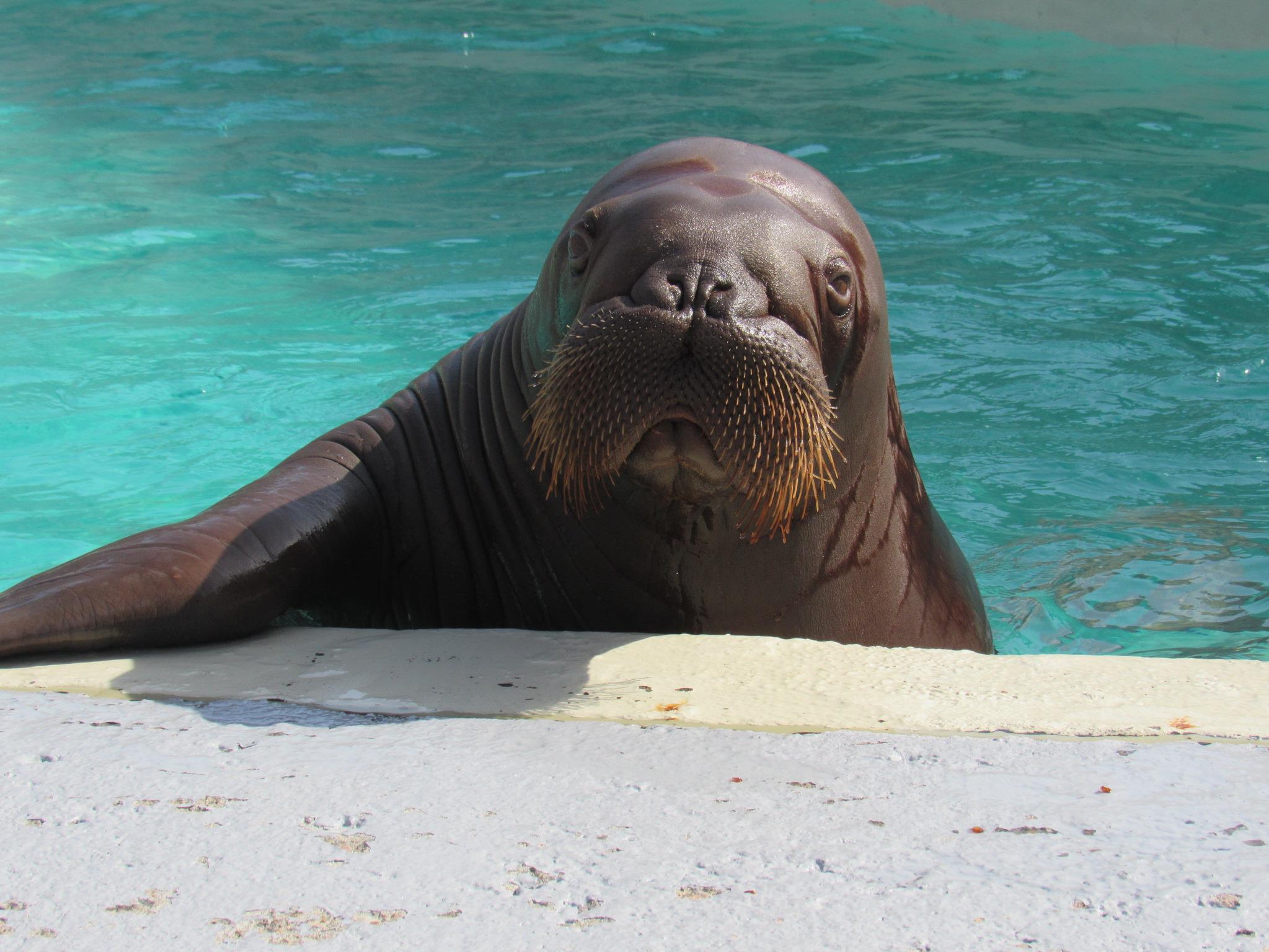 Les bébés morses quittent l’Aquarium de Québec | Radio-Canada.ca