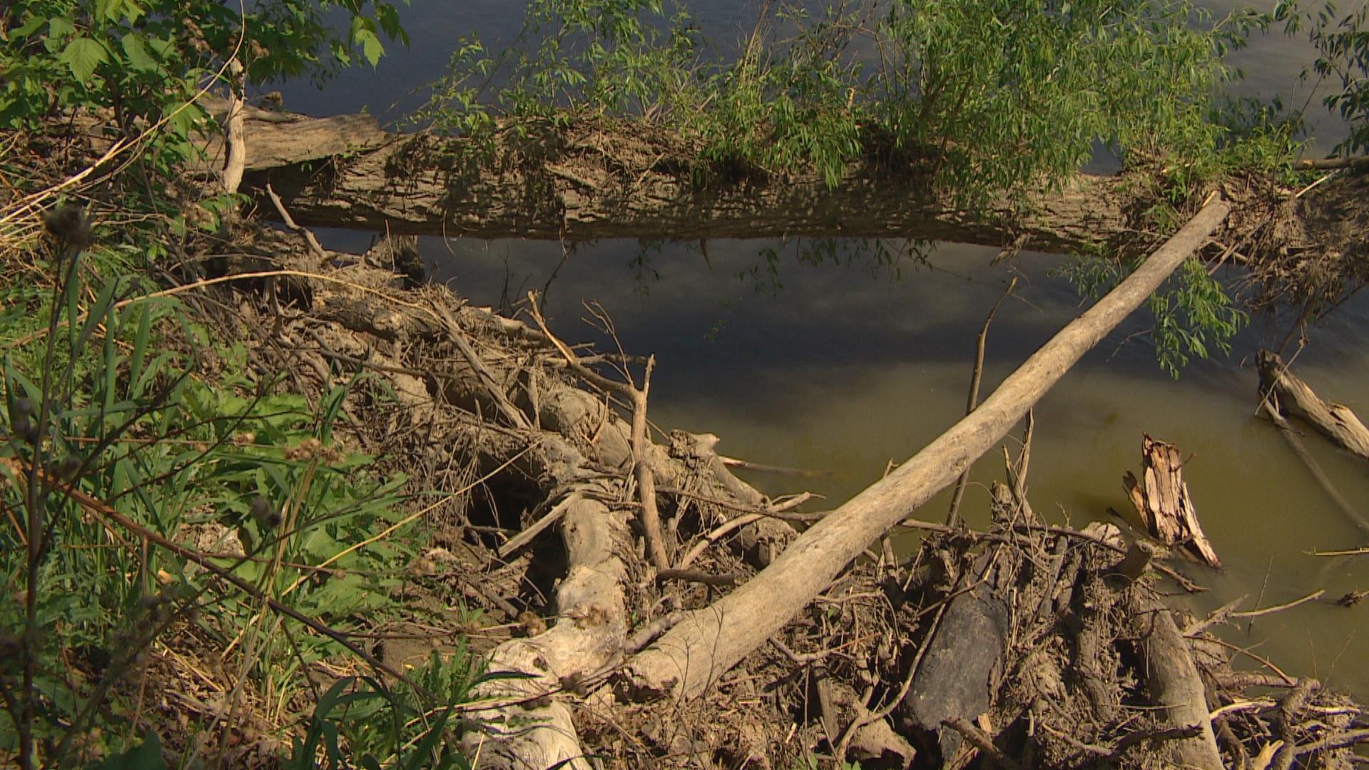 Winnipeg déploie des pièges mortels contre les castors | Radio-Canada.ca