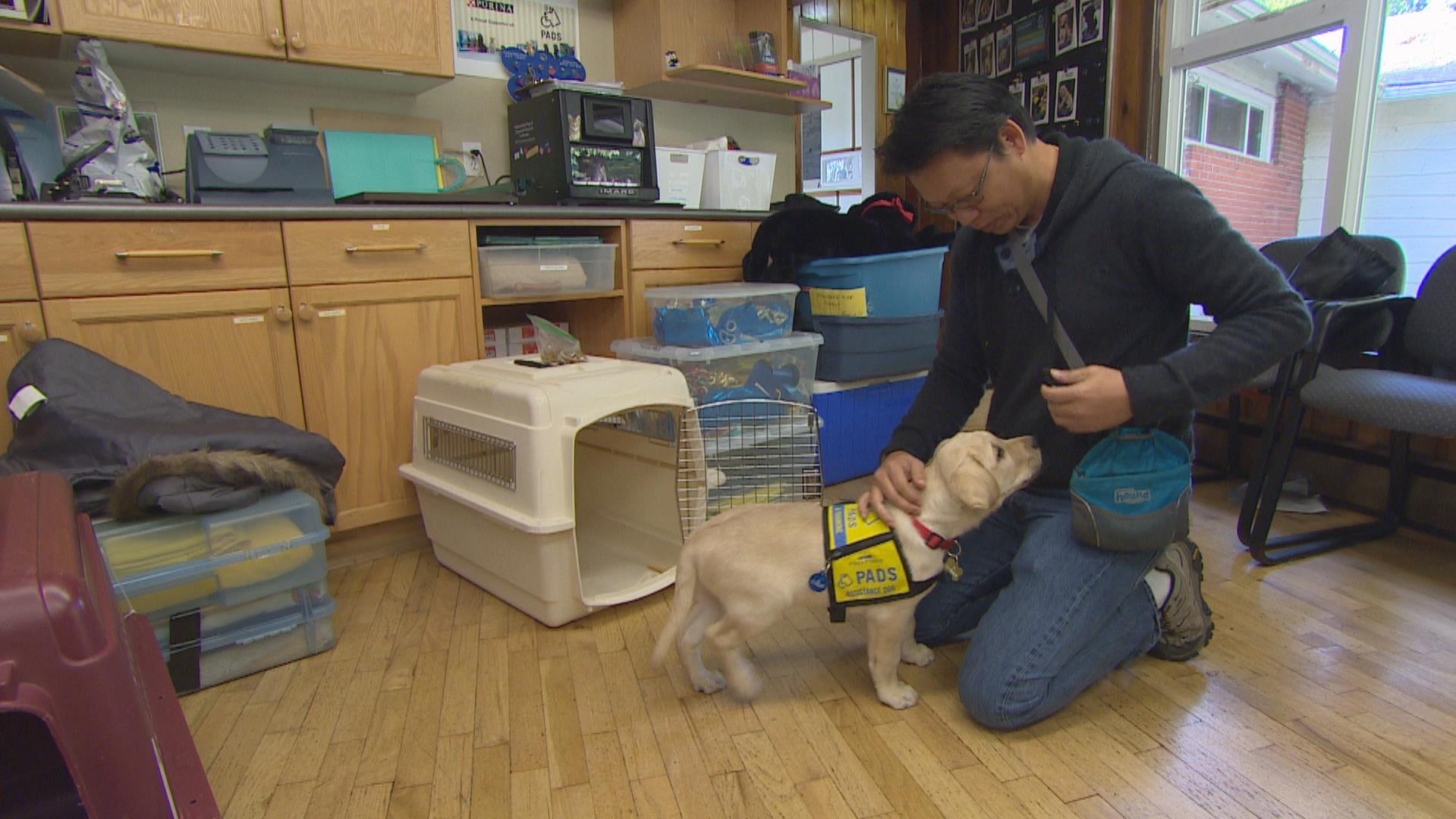 Des bénévoles recherchés pour s’occuper de chiots | Radio-Canada.ca