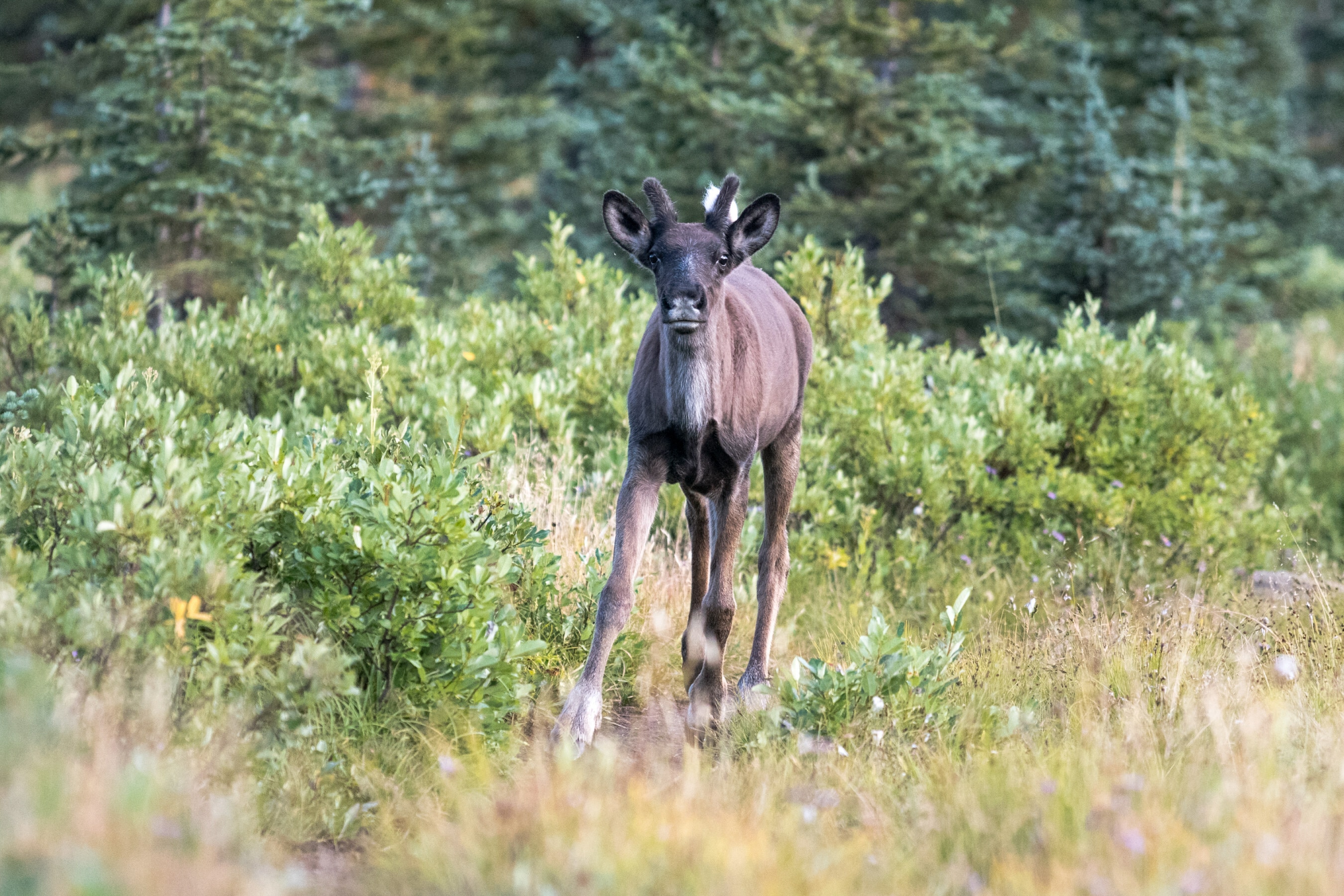 Le caribou renaît à Jasper | Le téléjournal Alberta