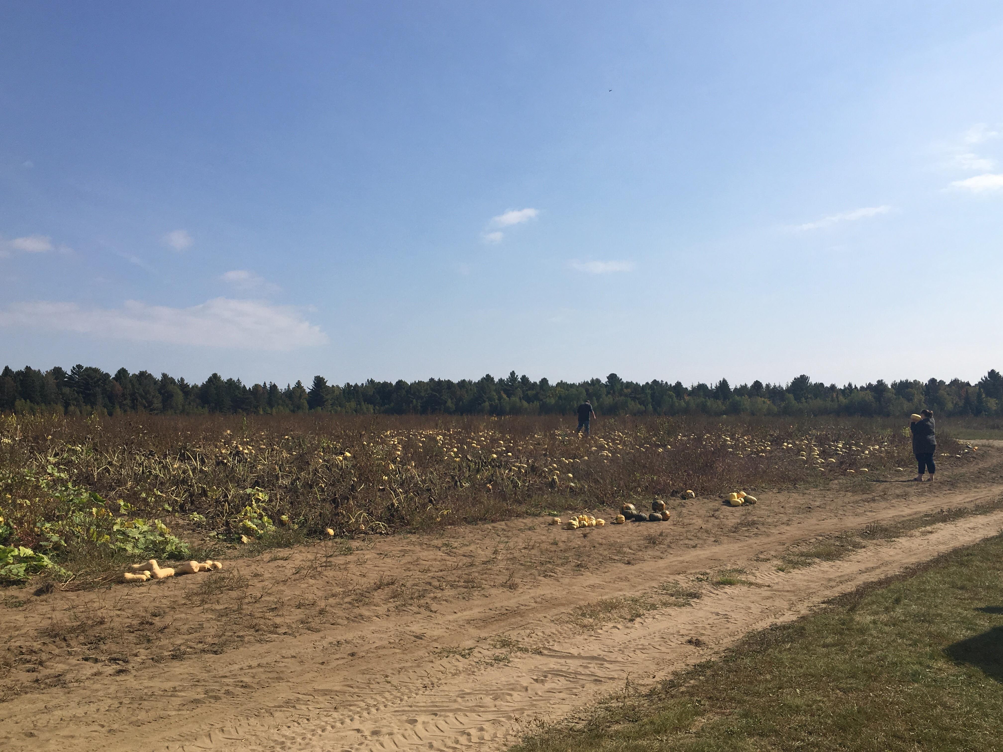 Un premier week-end d'automne aux allures d'été | Radio-Canada.ca