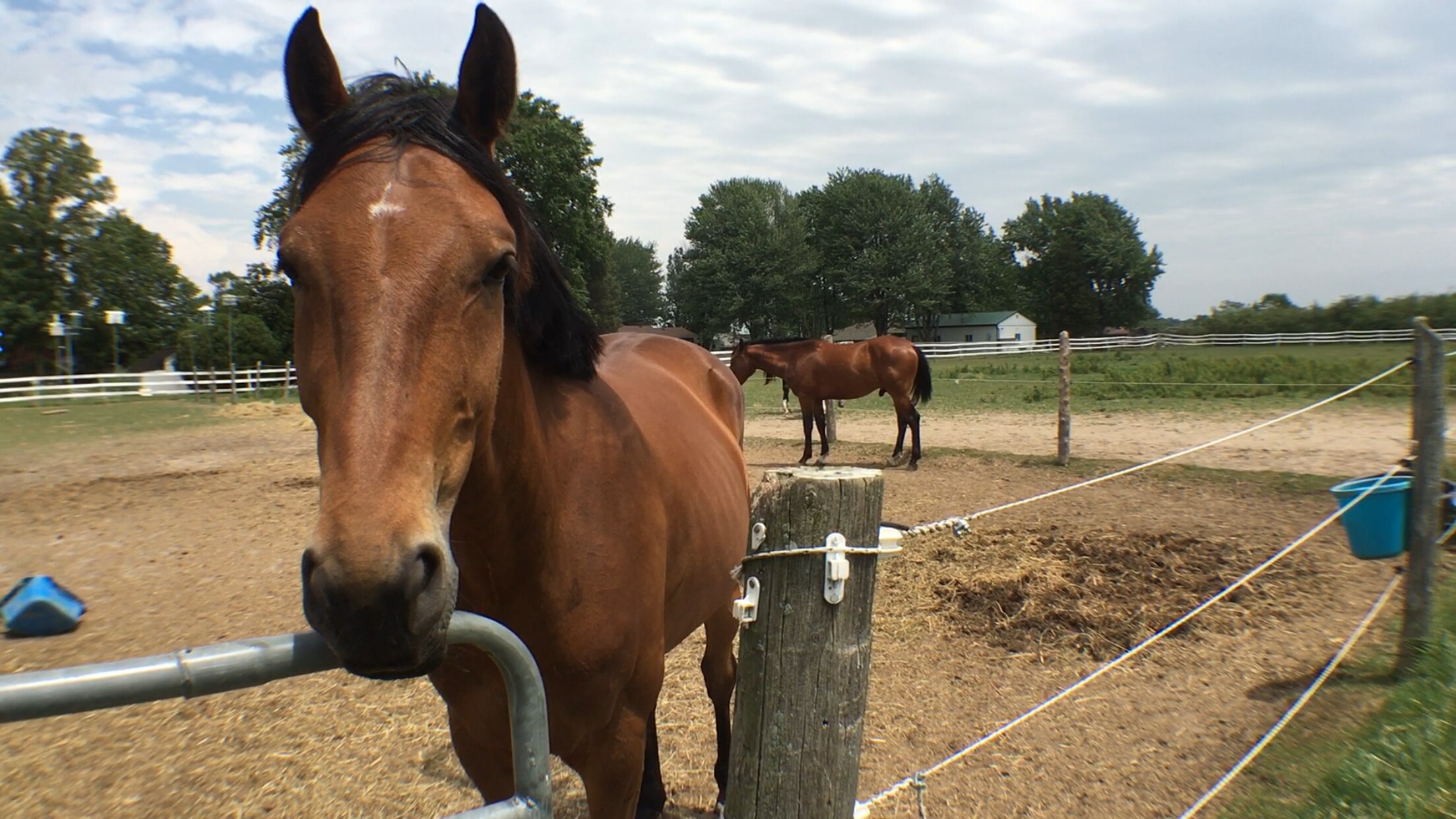 Sillonner le sentier Transcanadien à cheval entre Harrow et Kingsville ...