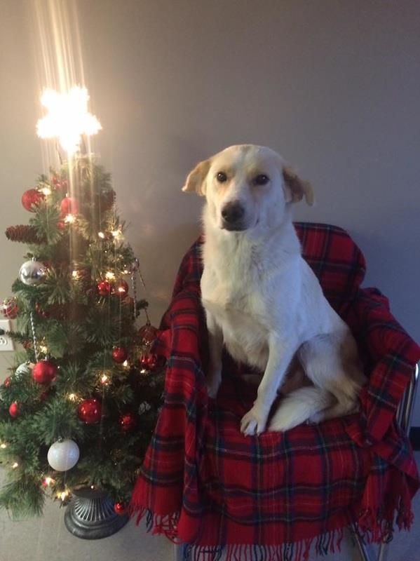 Même les chiens de la SPCA de T.-N.-L. auront droit à des vacances ...
