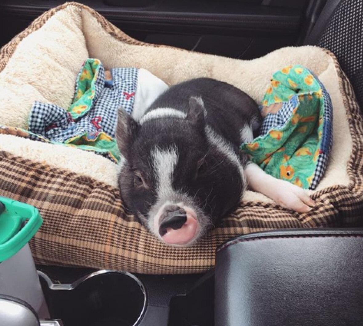 Le chien bizarre du parc Kildonan est en réalité un cochon | Radio ...