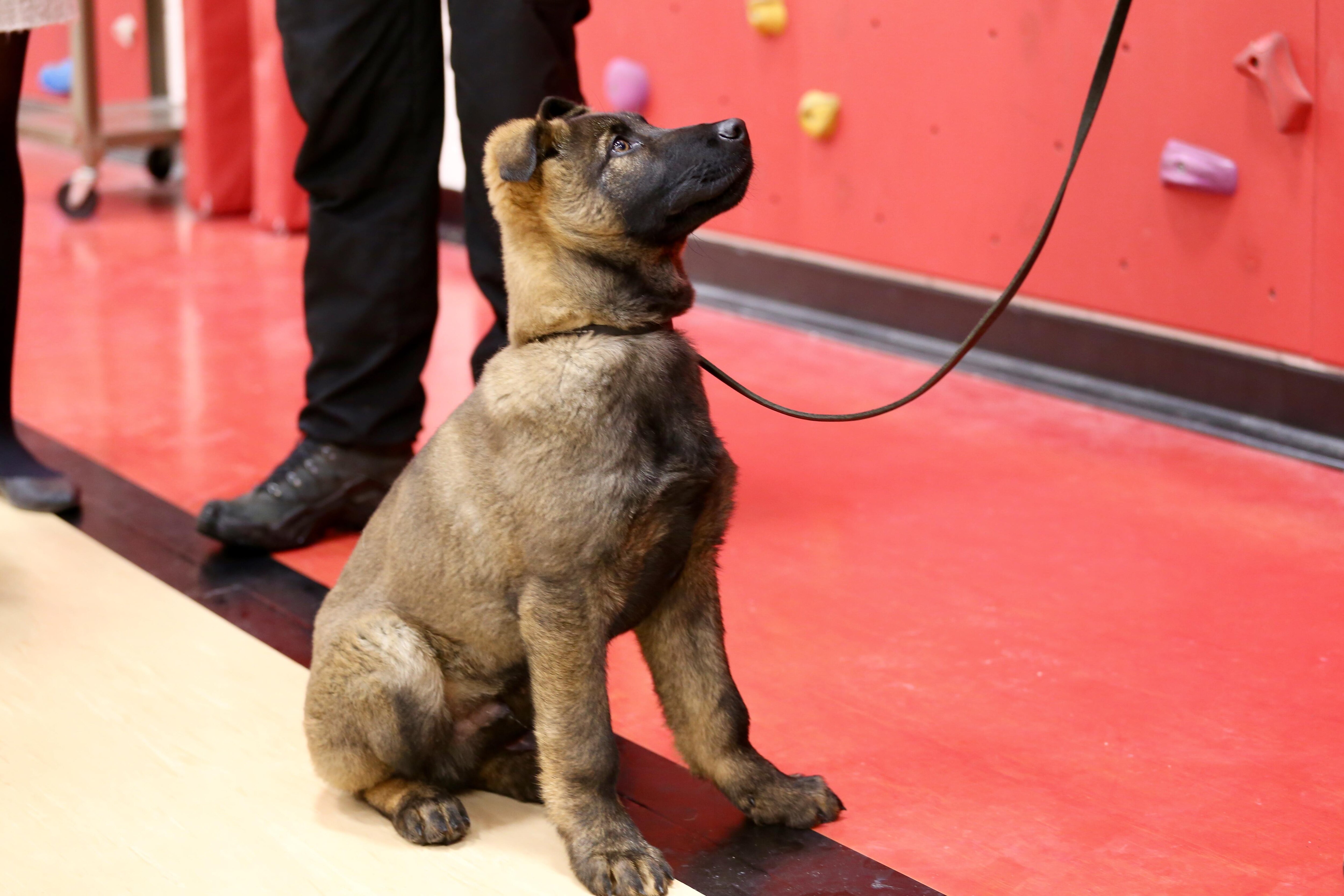 Voici Cooper, le nouveau chien de la police de Québec | Radio-Canada.ca