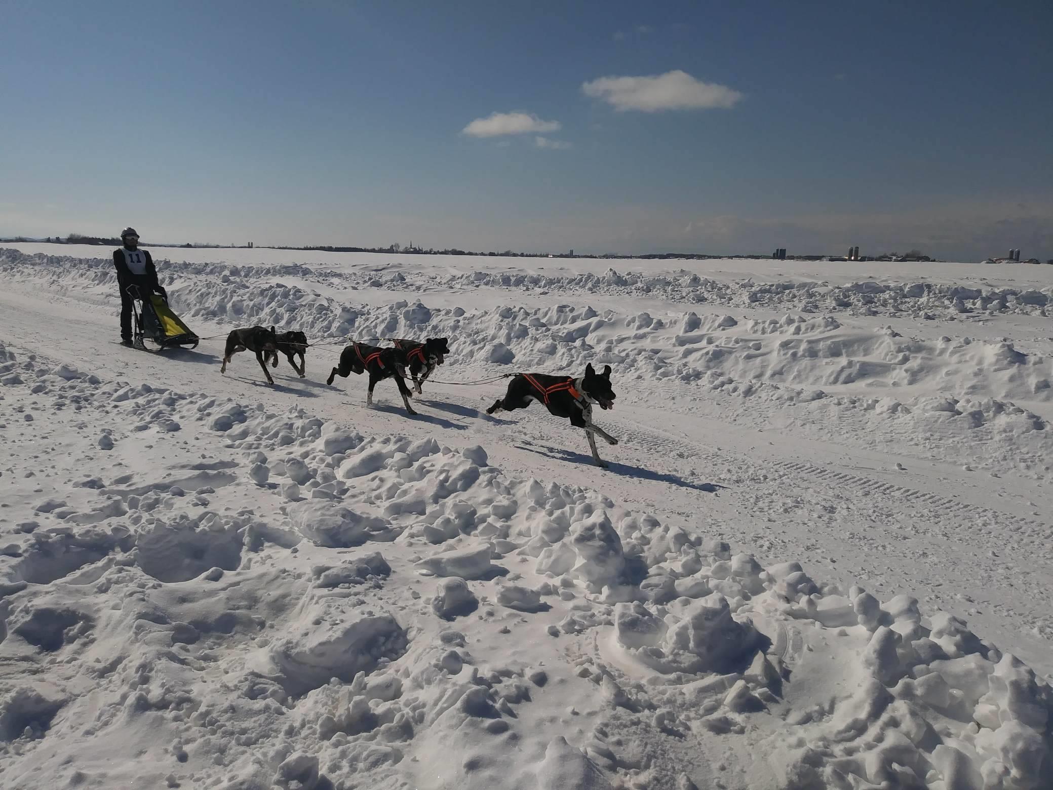 Des courses de chiens de traîneau à Rivière-Ouelle | Radio-Canada.ca