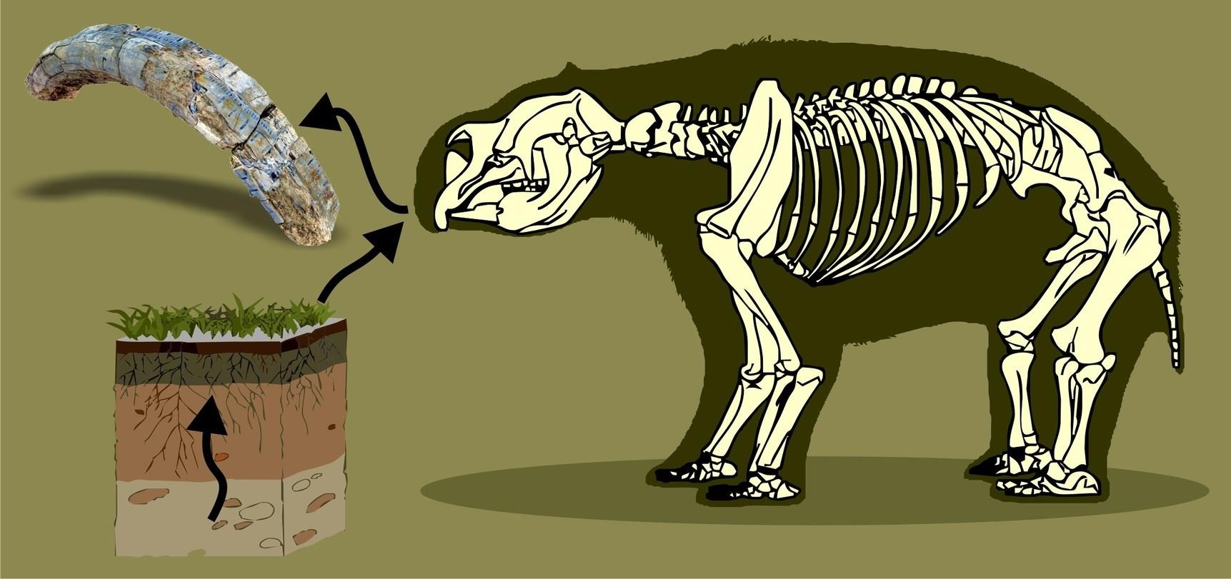 La migration exceptionnelle du Diprotodon optatum | Radio-Canada.ca