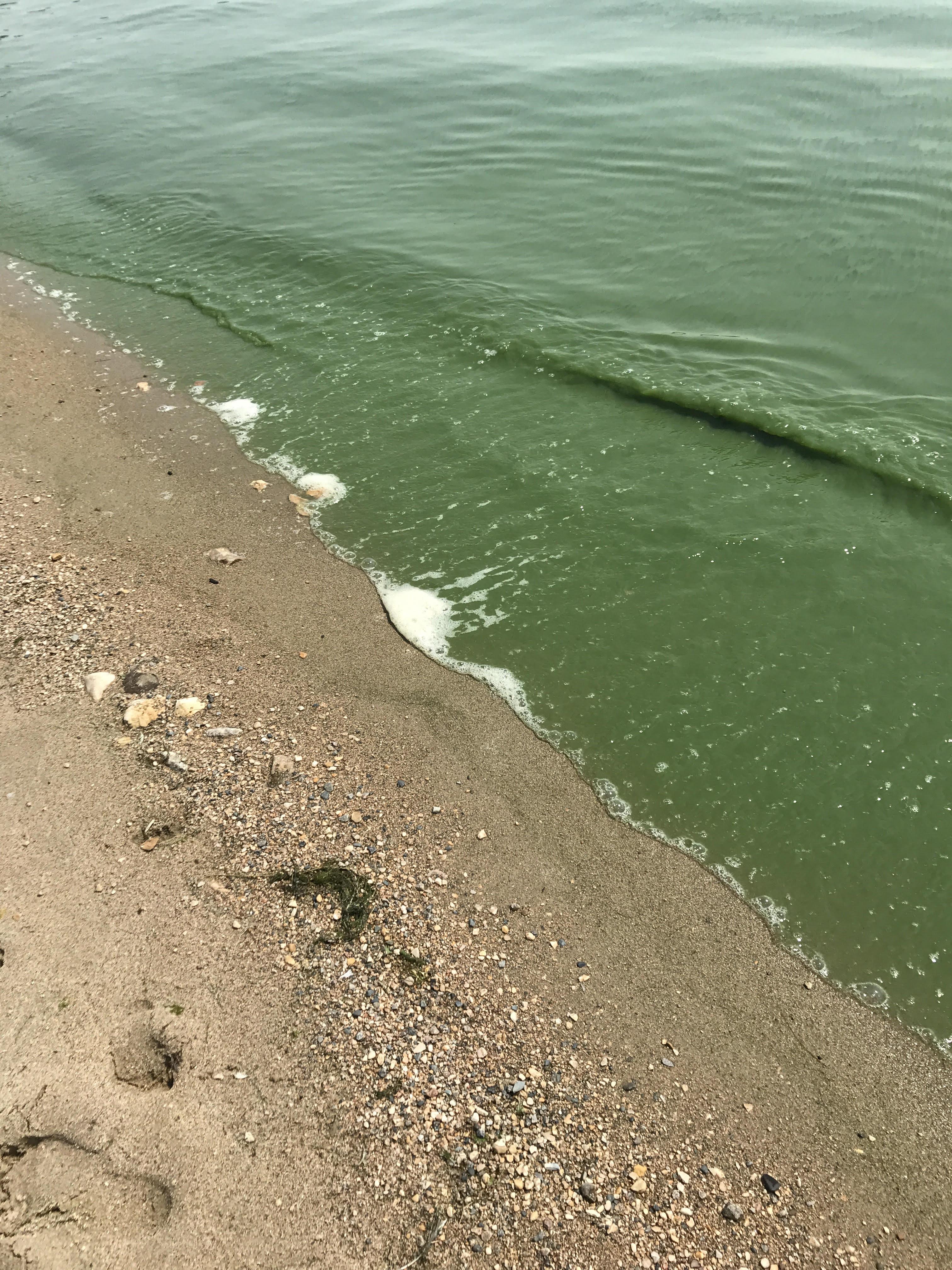 Algues bleu-vert : avis levés pour deux lacs d'Halifax, à temps pour ...