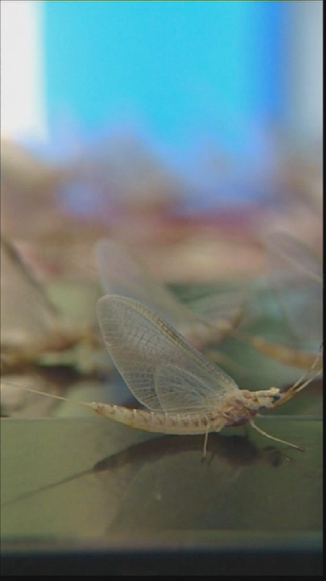 Les « mannes » envahissent North Bay | Radio-Canada.ca