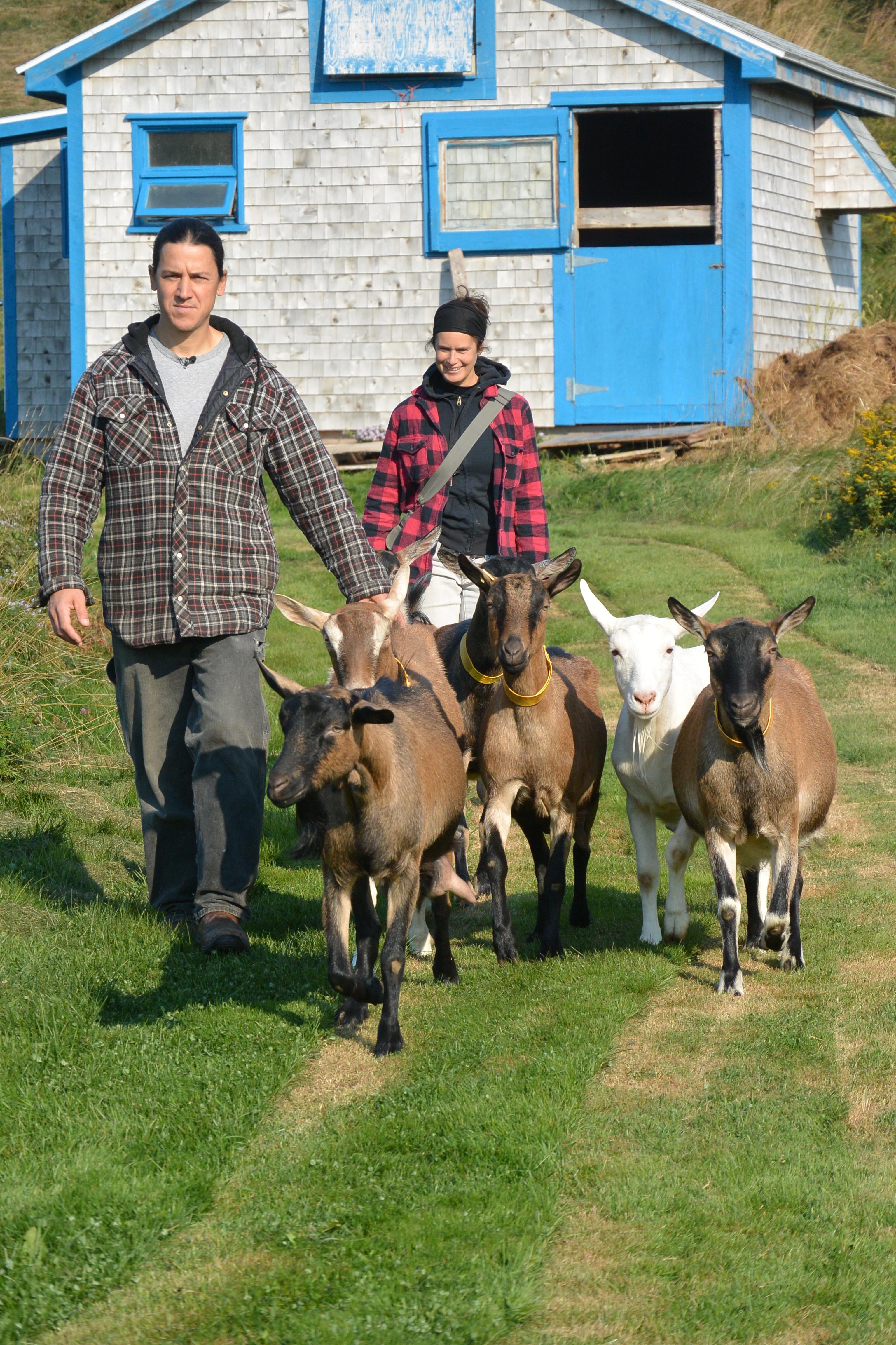 Les jeunes agriculteurs madelinots ont le vent dans les voiles | Radio-Canada.ca