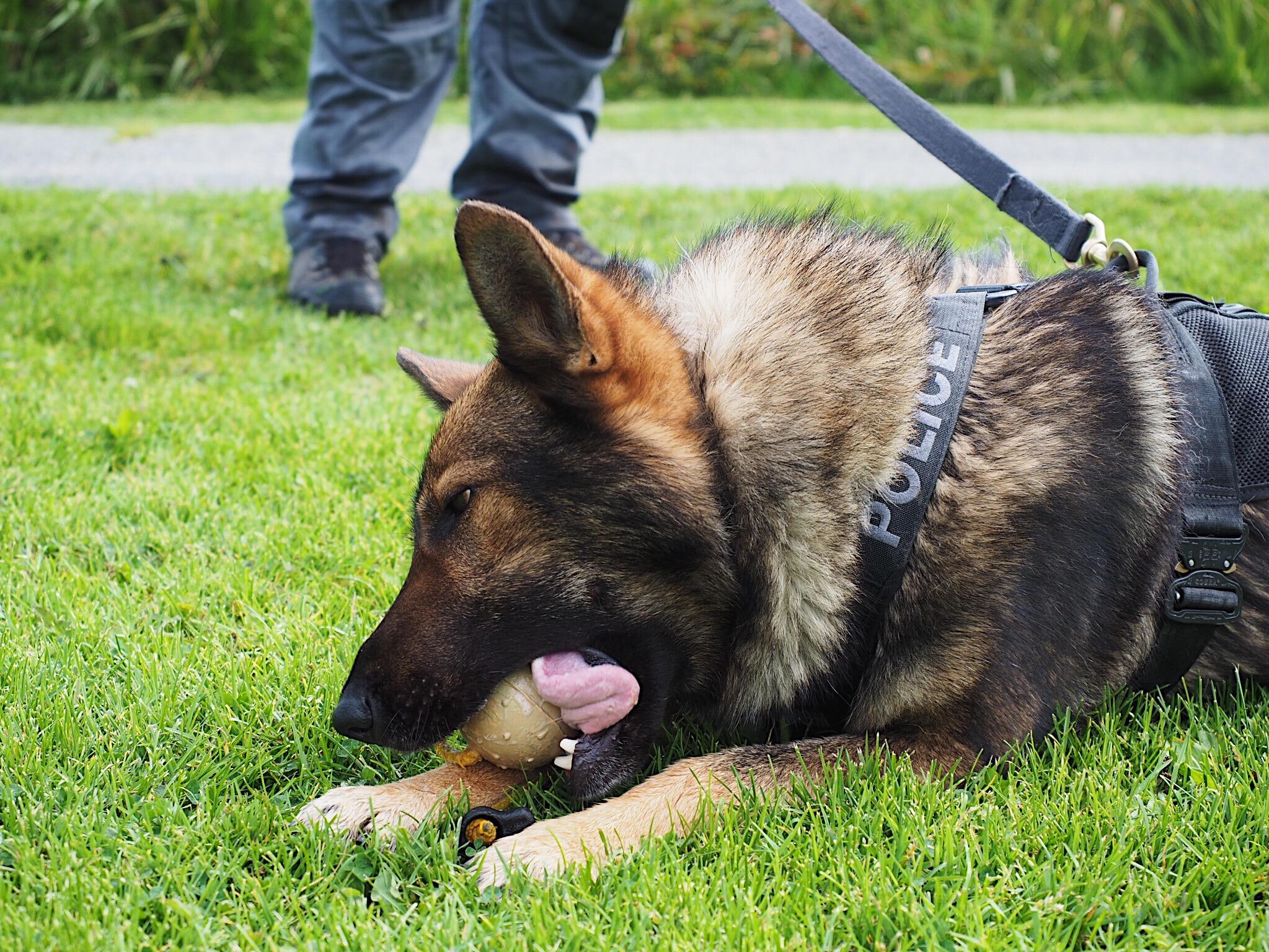 À la rencontre de Recon, l'ennemi des bandits | Radio-Canada.ca