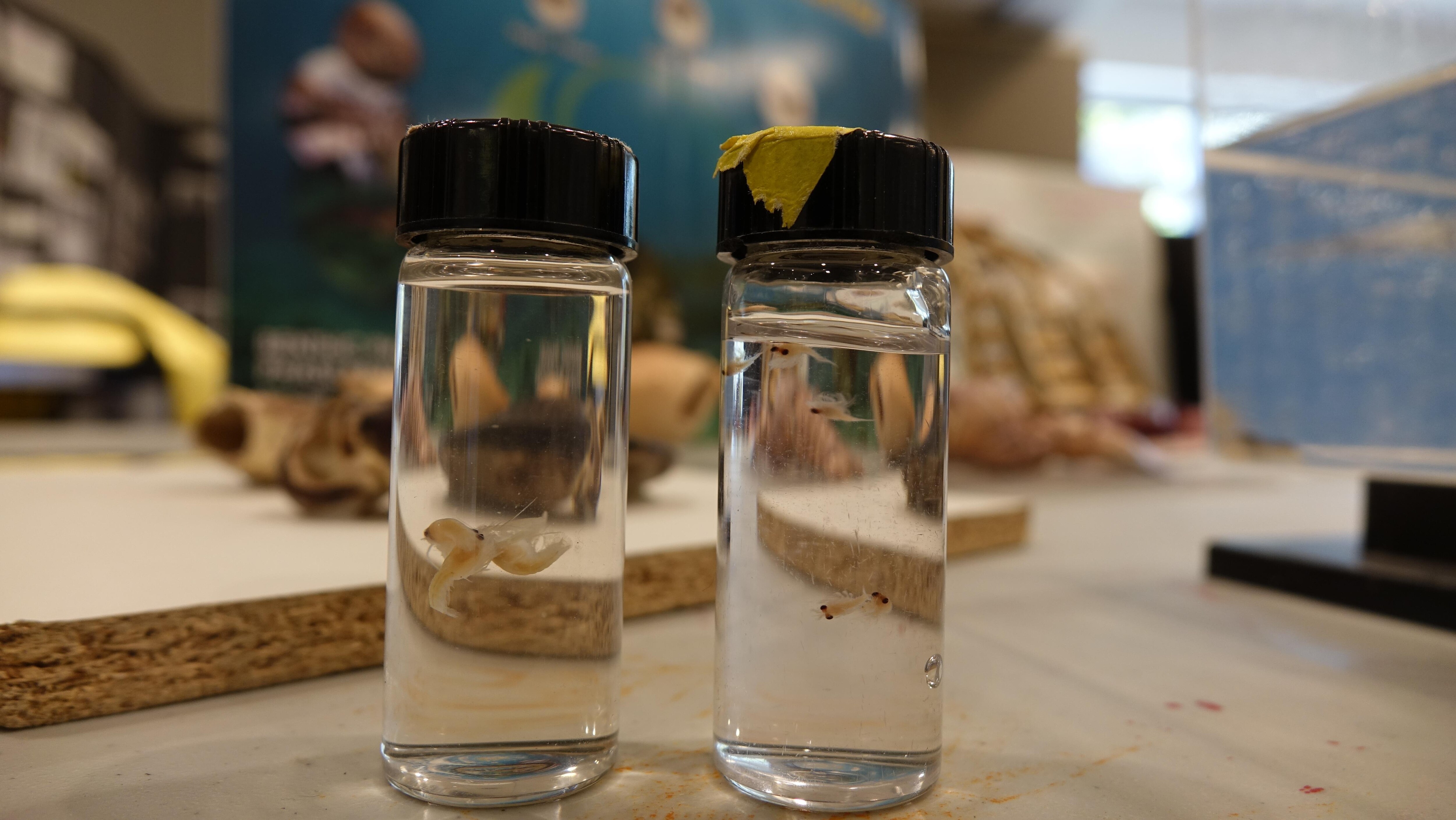 Du homard vivant au musée | Radio-Canada.ca