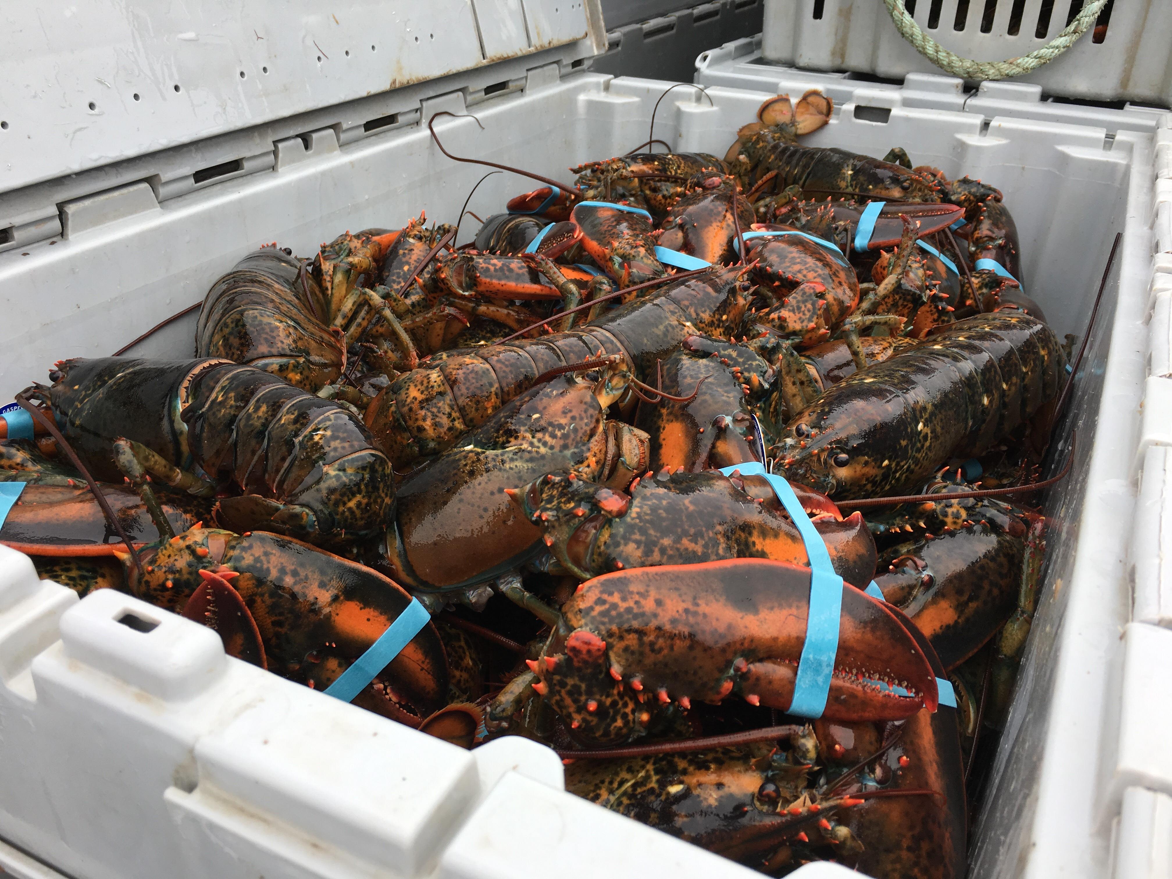 Le homard nouveau débarque en Gaspésie | Radio-Canada.ca