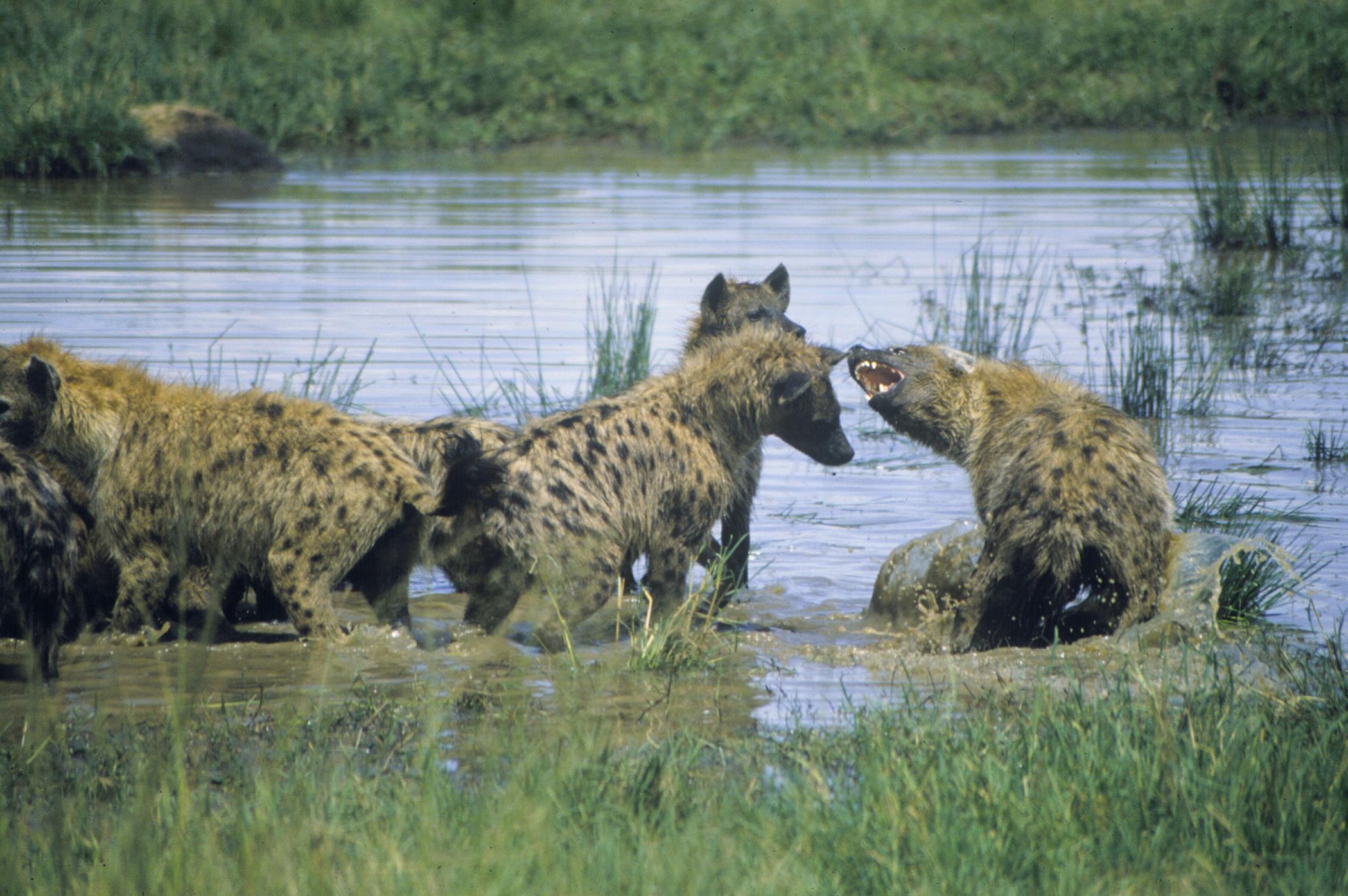 Chez la hyène, des coalitions fortes donnent du pouvoir | Radio-Canada.ca