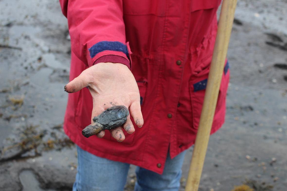 Des microplastiques dans des mollusques de la baie de Fundy | Radio ...