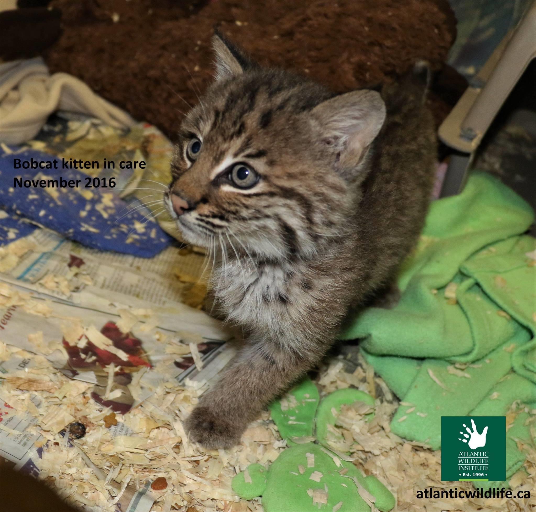 Deux lynx relâchés dans la nature | Radio-Canada.ca