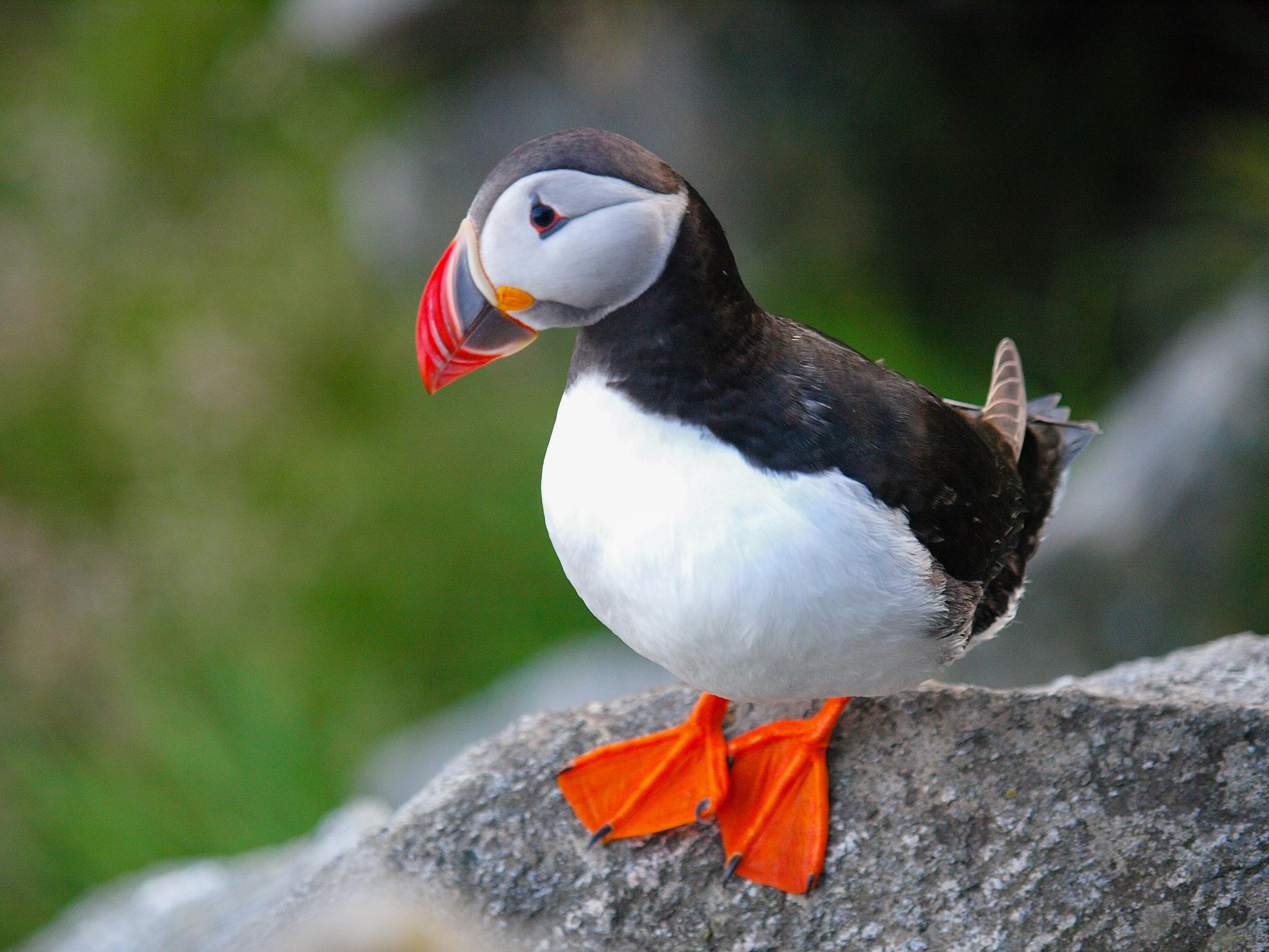 Les animaux sauvages adorables que vous pourriez croiser en vacances au ...