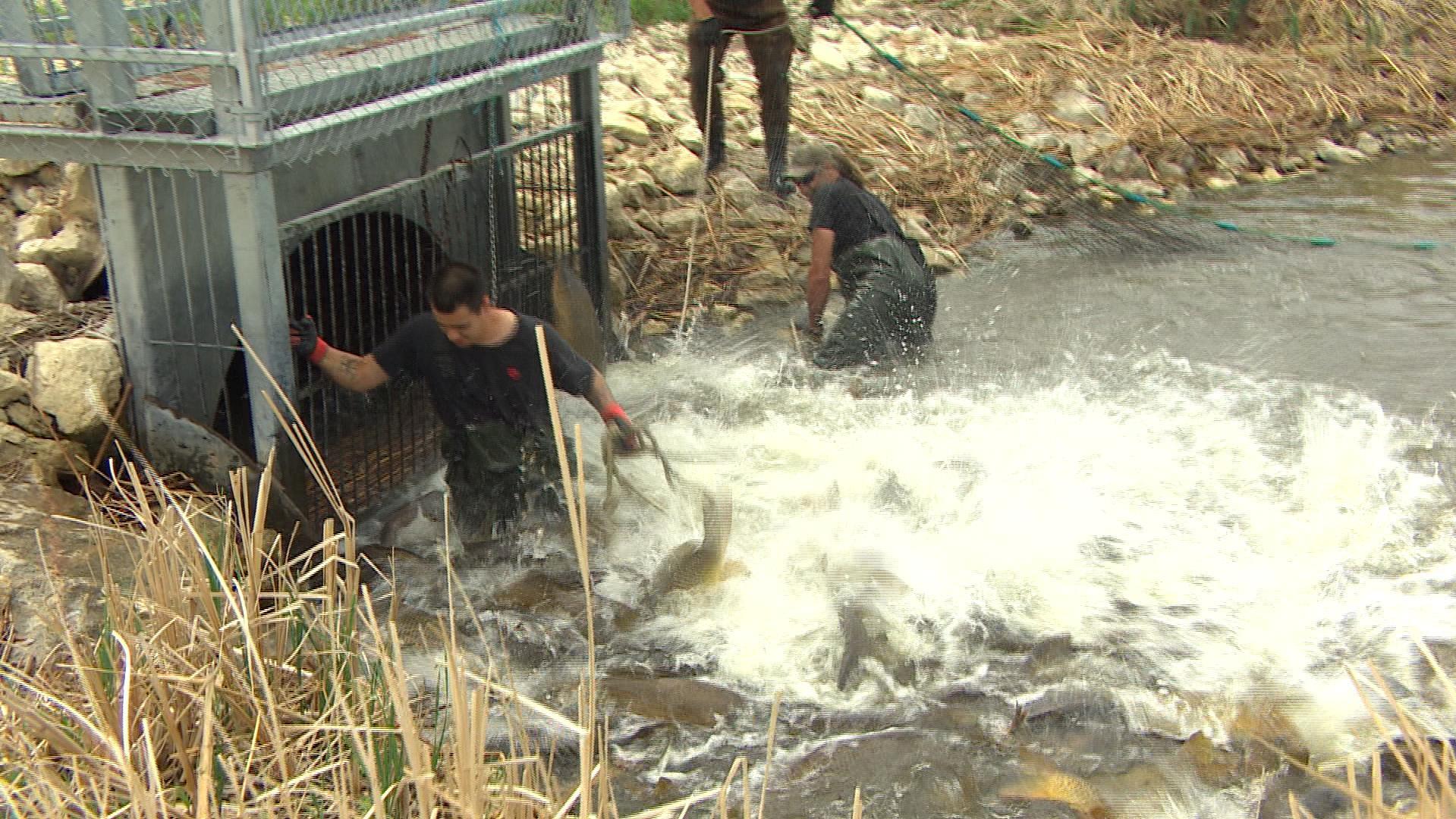 La science, la technologie et la pêche à la rescousse d’un marais ...