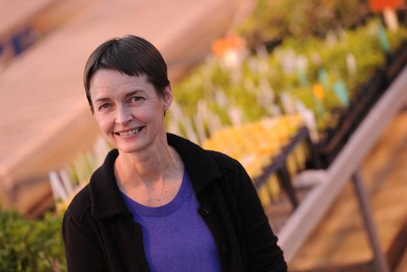 L'effort de pollinisation des abeilles indigènes sous-estimé par les ...