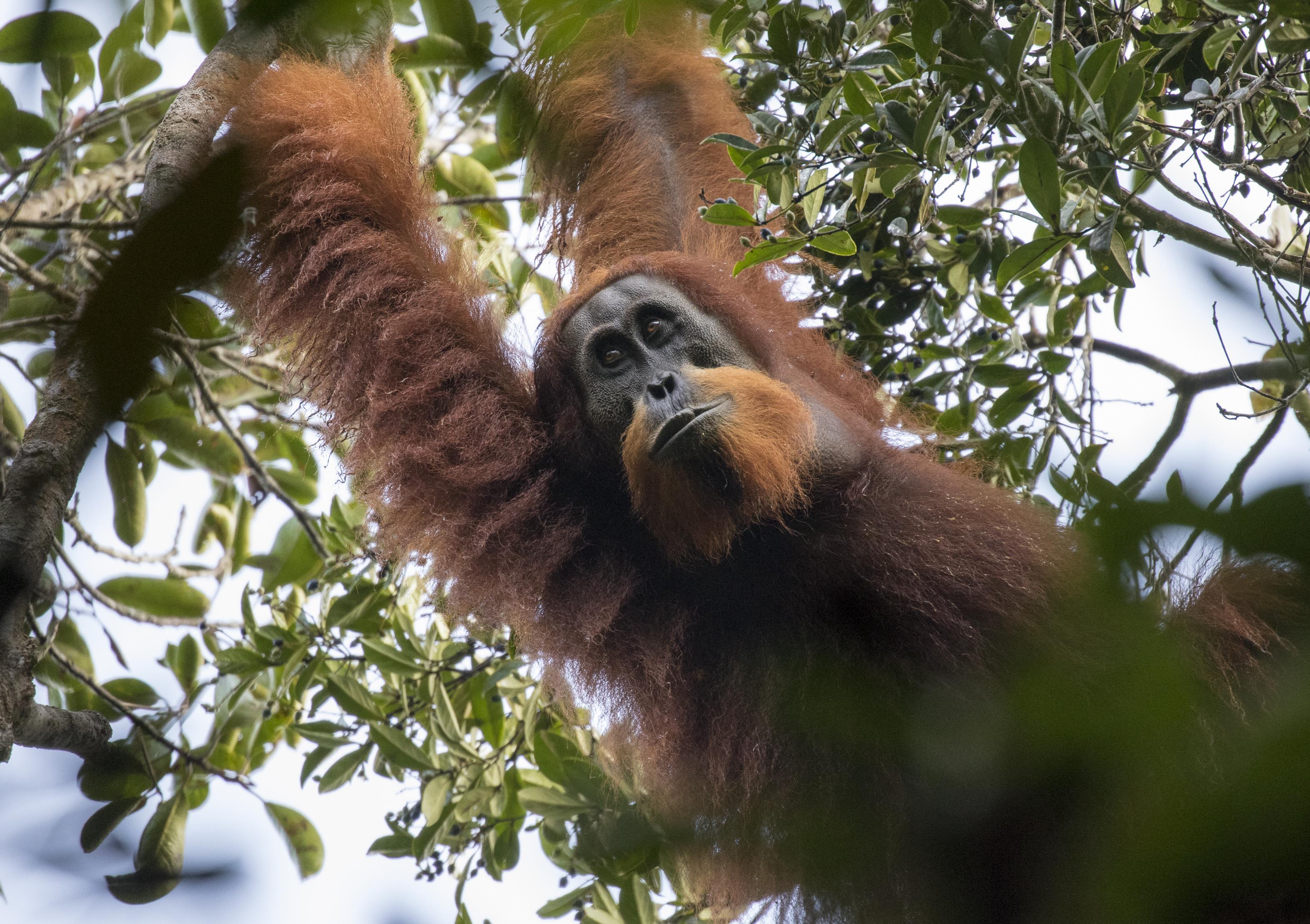 Une septième espèce de grand singe identifiée | Radio-Canada.ca
