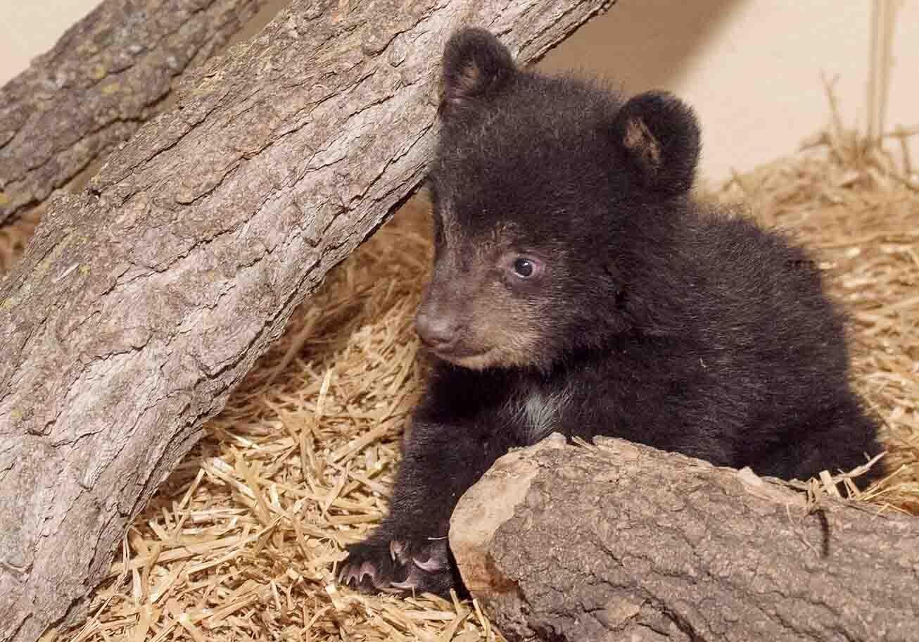 Deux oursons orphelins hôtes d’un nouveau centre de réadaptation ...