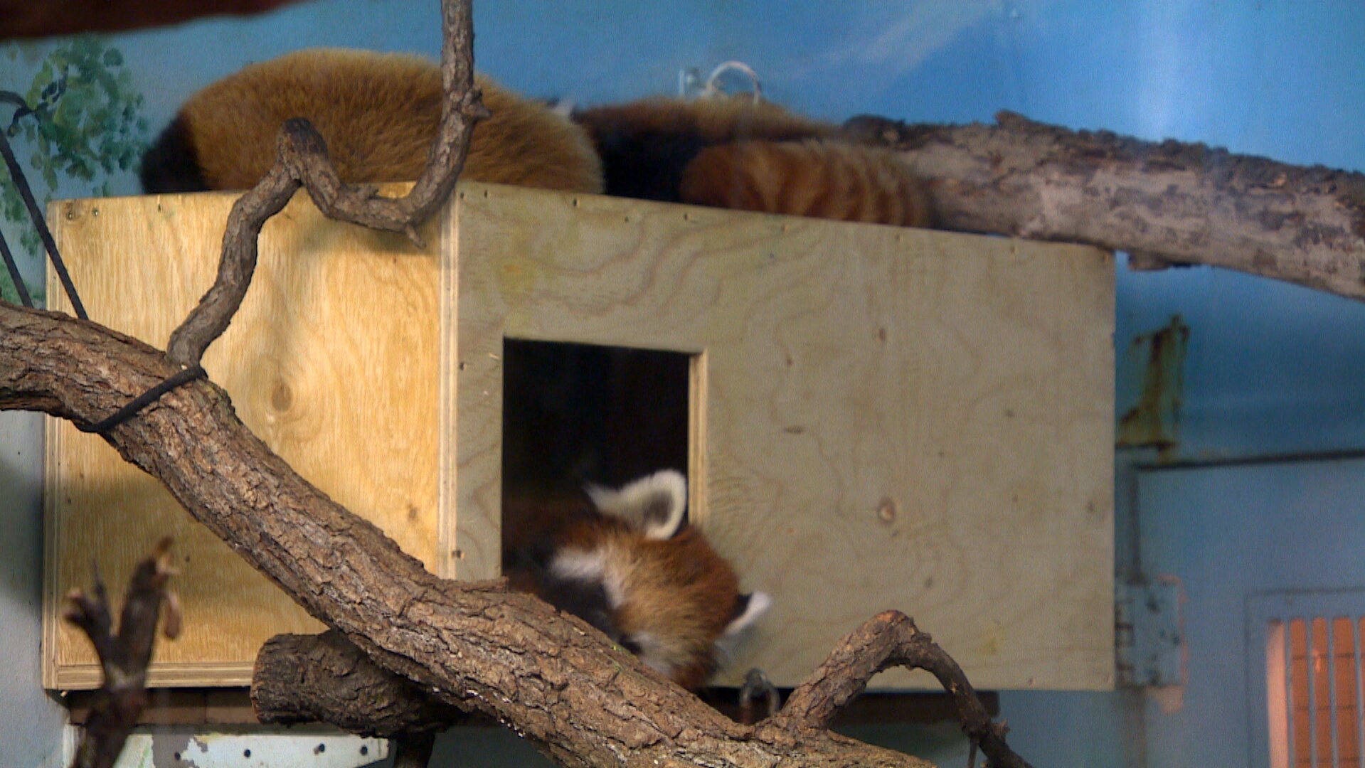 Deux bébés pandas roux baptisés au zoo de Winnipeg | Radio-Canada.ca