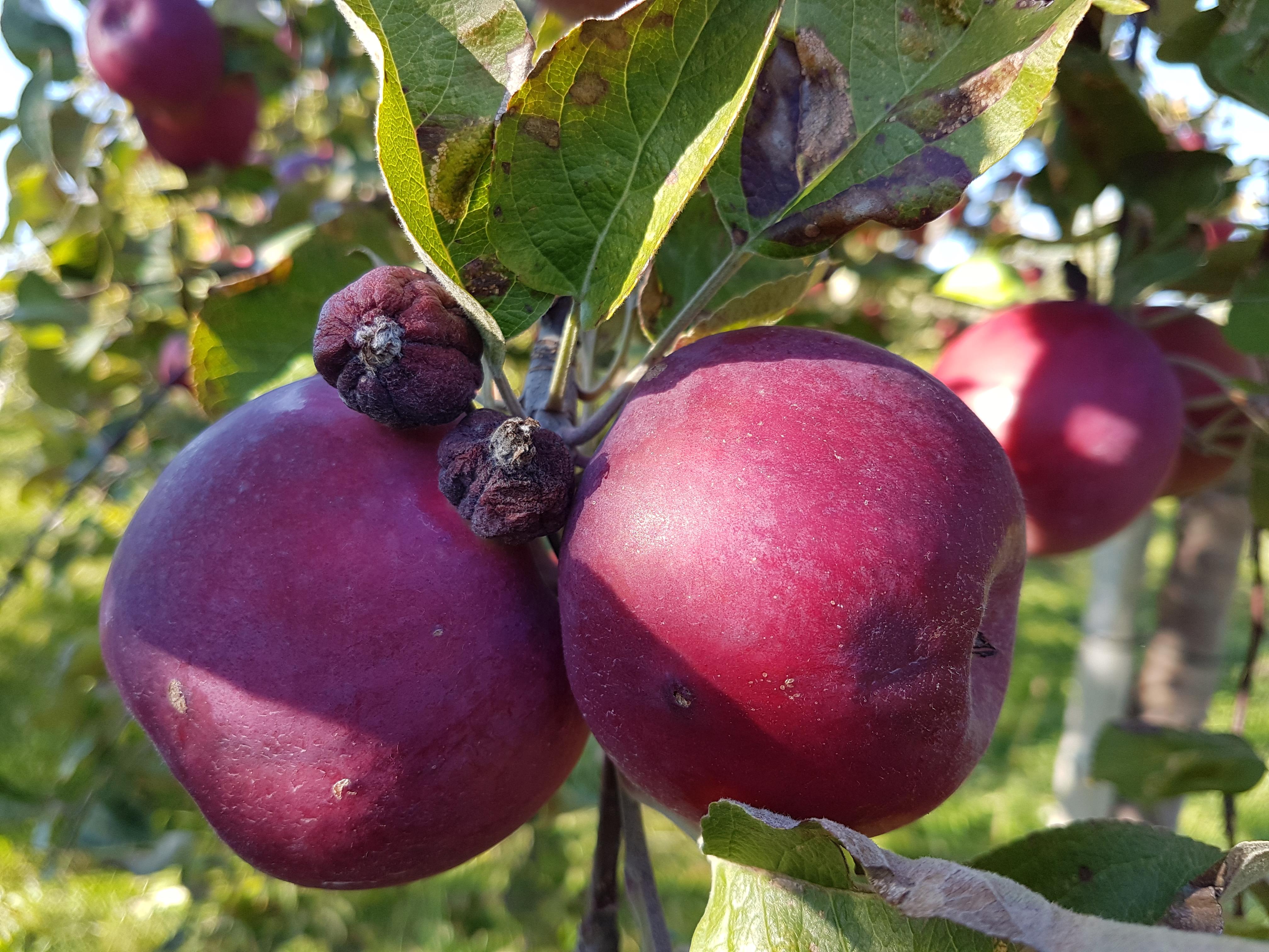 La saison des pommes se prolonge | Radio-Canada.ca