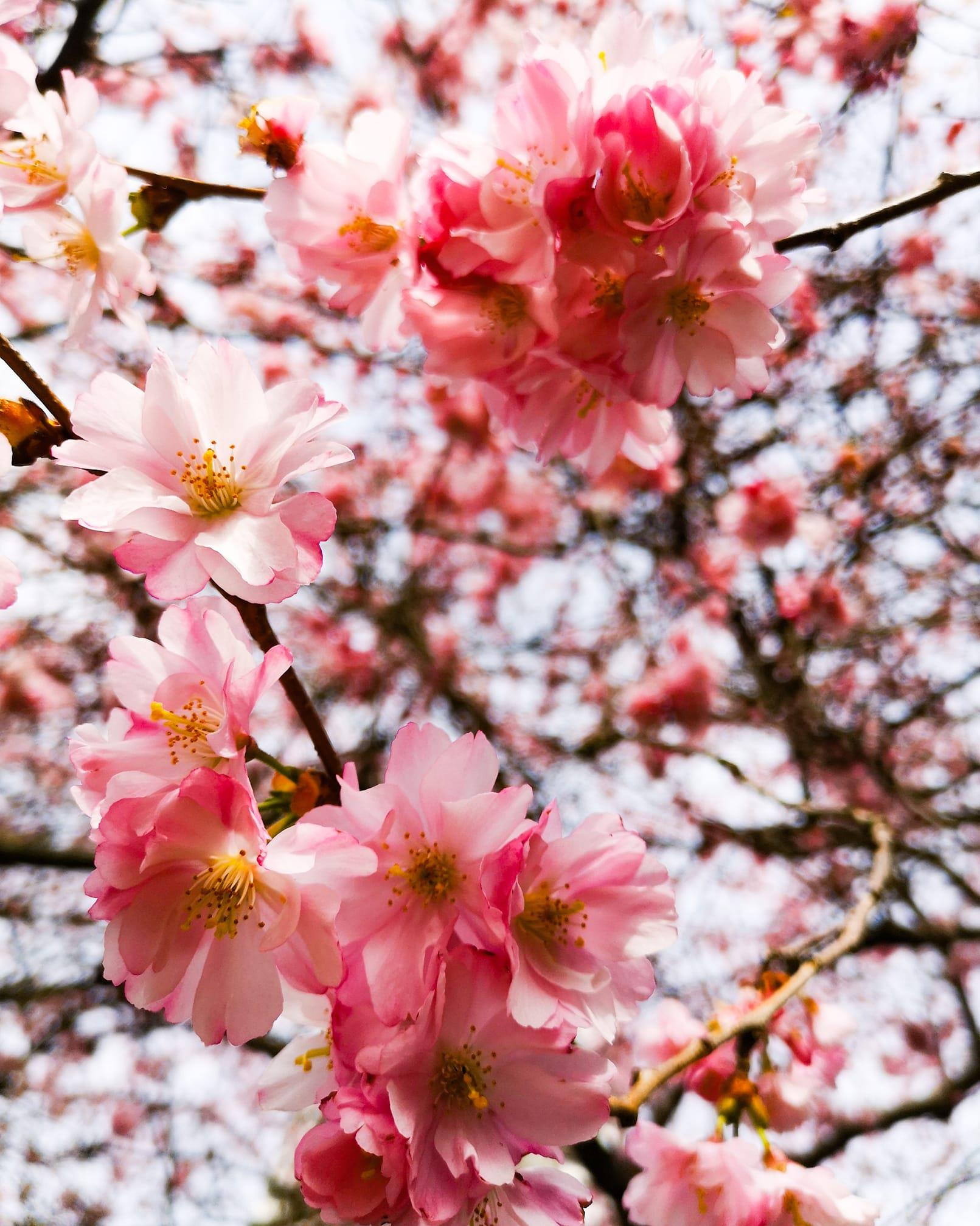 Vos photos du printemps en Colombie-Britannique | Radio-Canada.ca