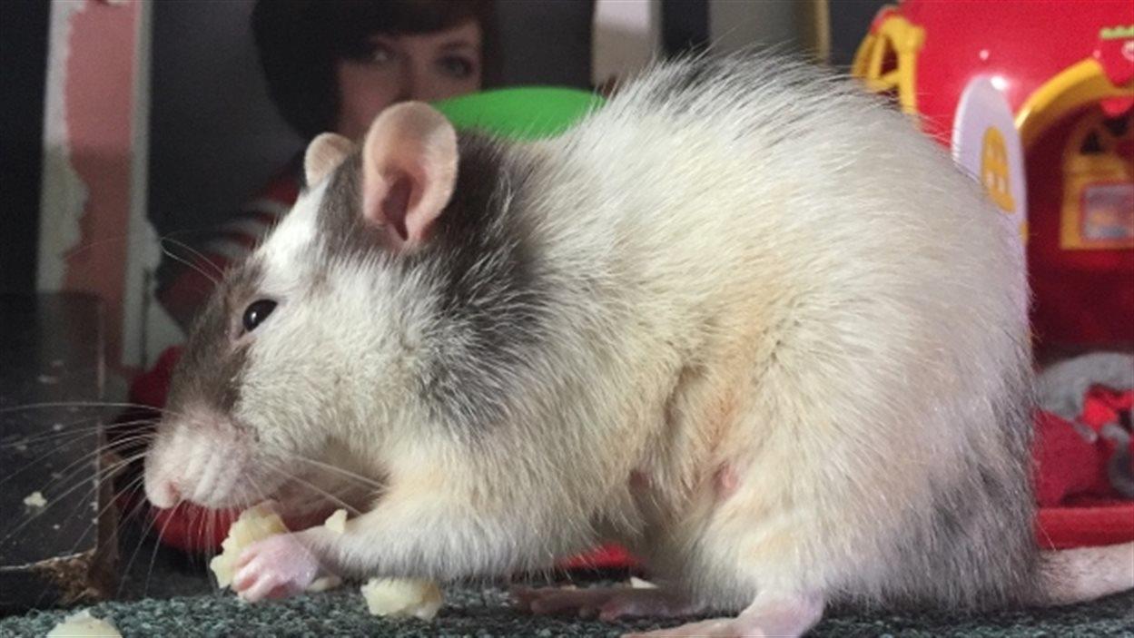 Des animaux courageux en Saskatchewan en 2016 | Radio-Canada.ca