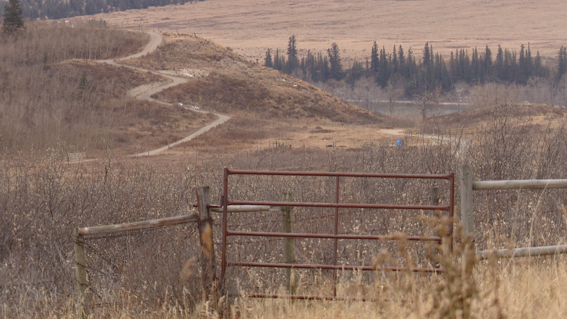 Autoriser la chasse de cervidés d'élevage | Le téléjournal Alberta