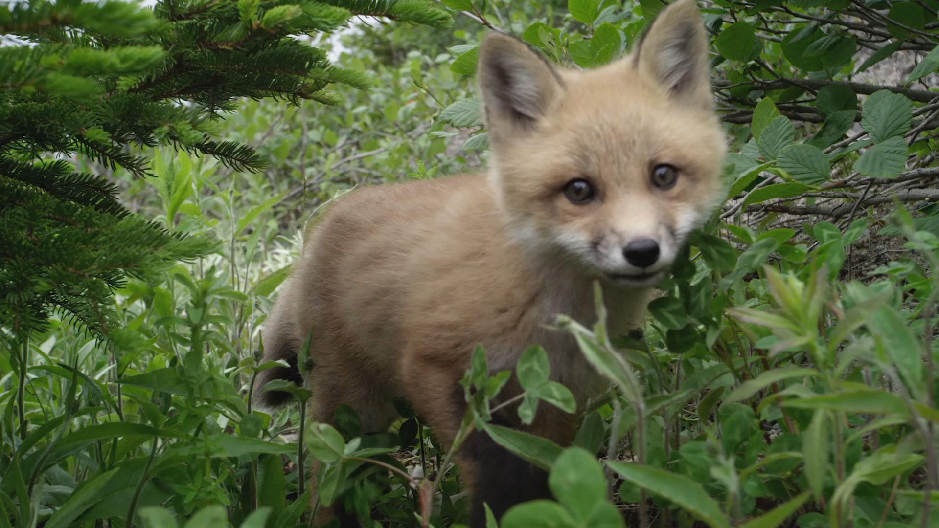 Une cinéaste épie les moindres gestes de renardeaux | Radio-Canada.ca