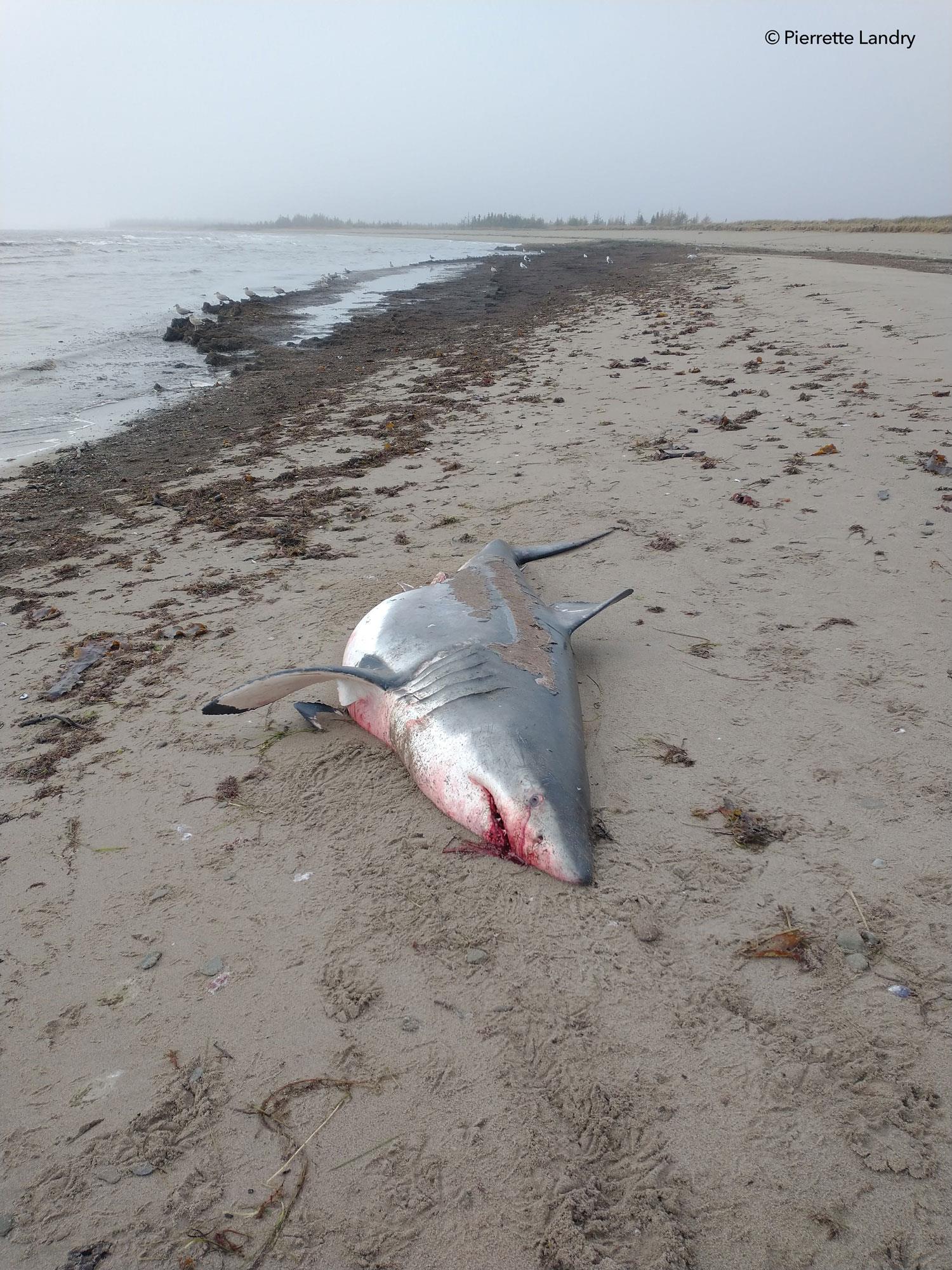 Un deuxième requin blanc trouvé mort sur les côtes des Maritimes ...