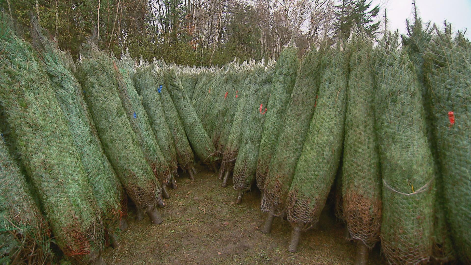 Connaissez-vous bien votre sapin? | Radio-Canada.ca