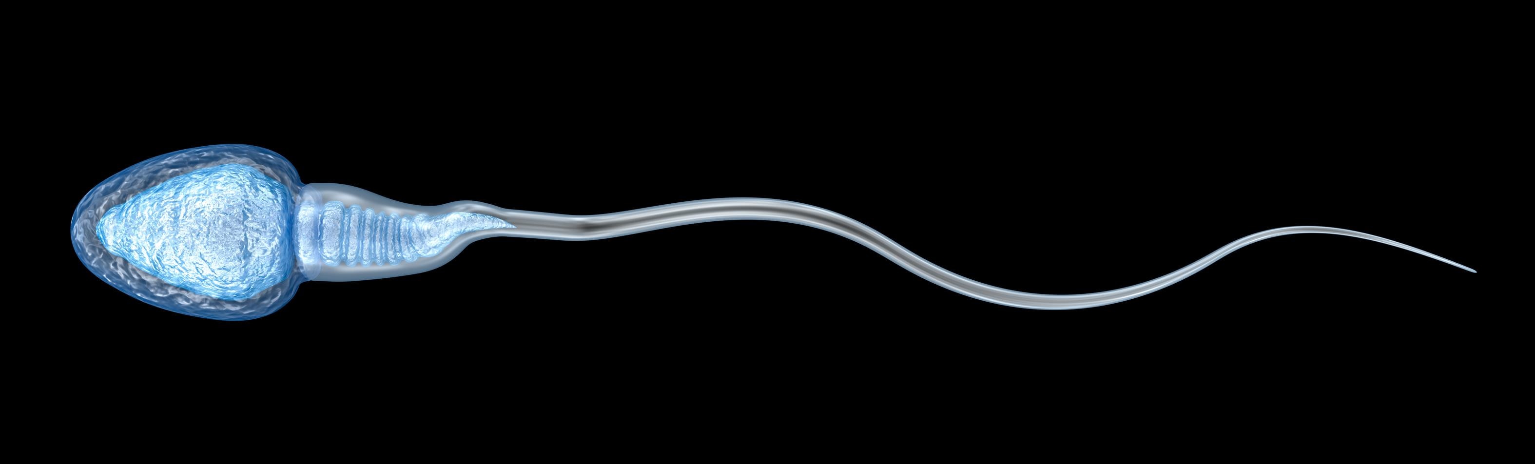 Le secret de la queue du spermatozoïde | Radio-Canada.ca