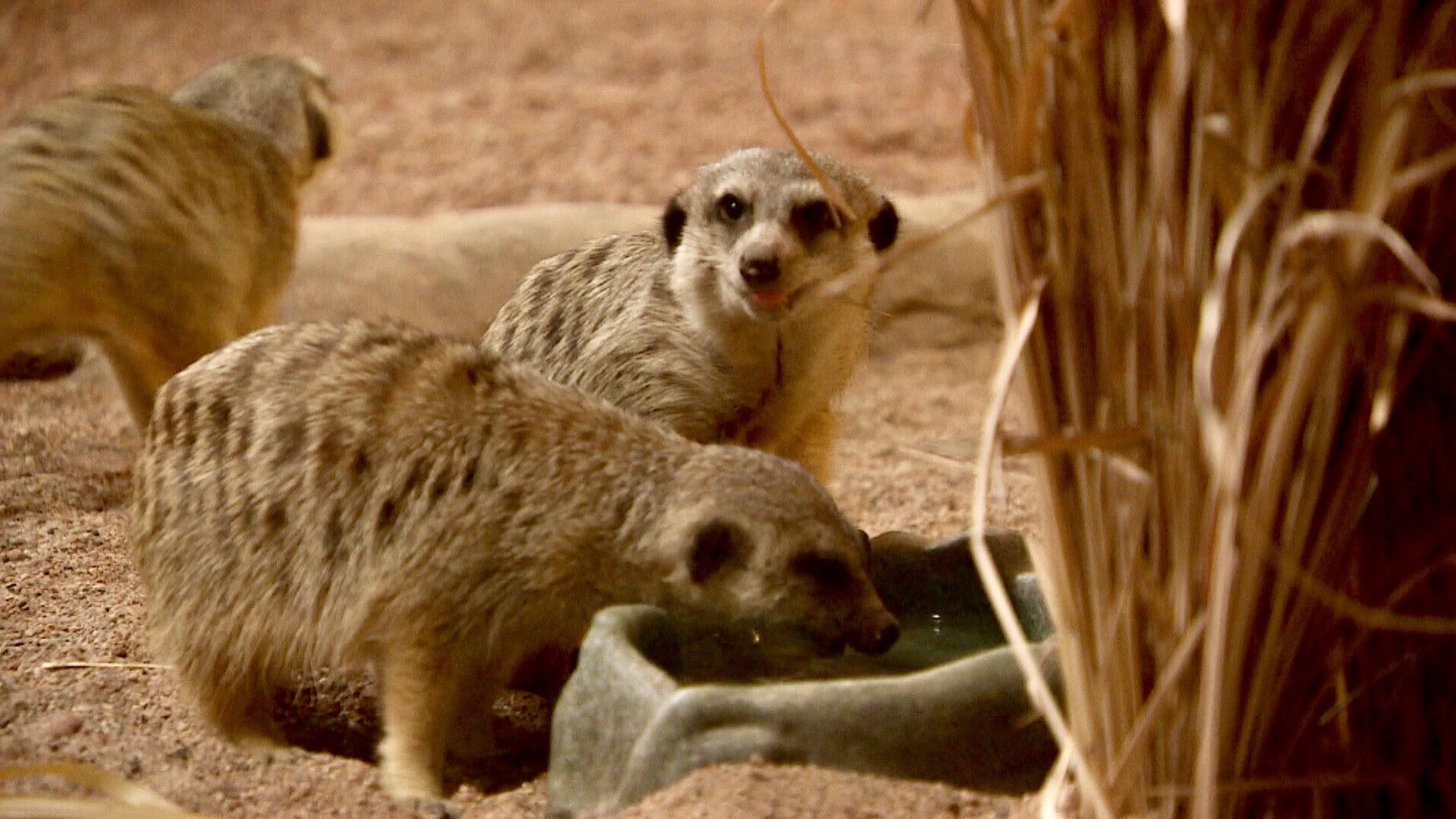 Le zoo de Saskatoon accueille ses nouveaux suricates | Radio-Canada.ca