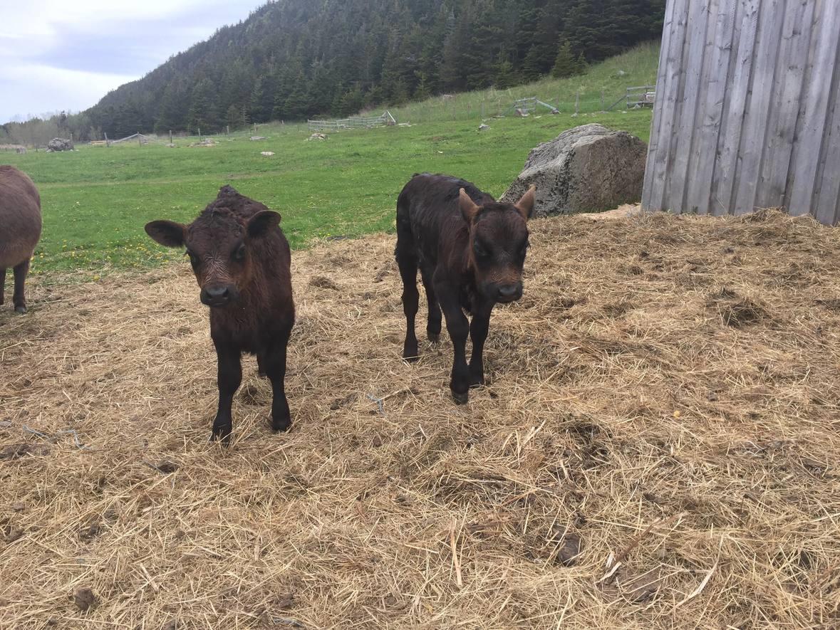 Un rare troupeau de vaches miniatures dans la péninsule de Port-au-Port ...