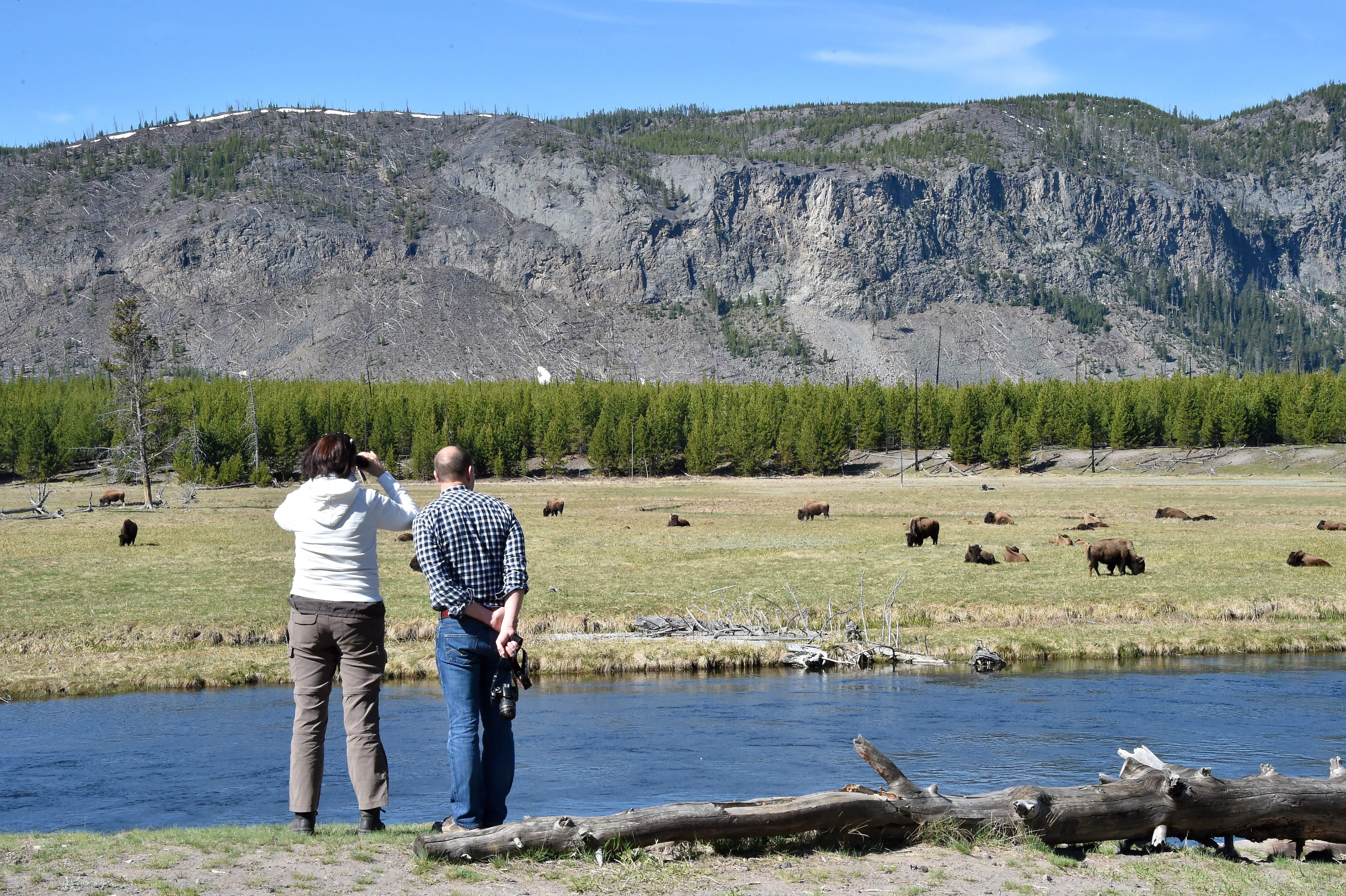 Des loups de l'Alberta, héros du parc de Yellowstone | Radio-Canada.ca