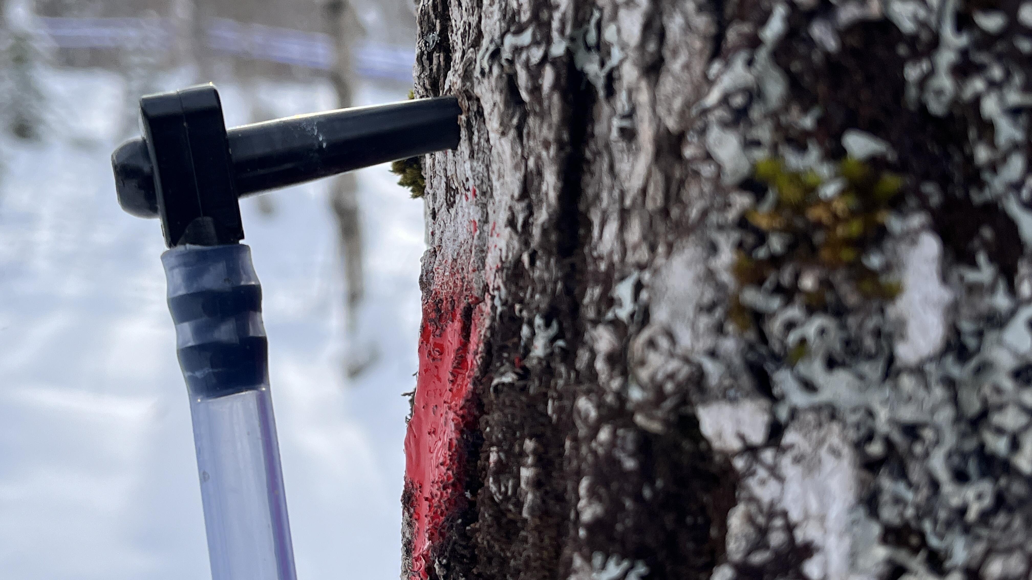 Les acériculteurs du BSL demandent à être indemnisés | OHdio | Radio-Canada