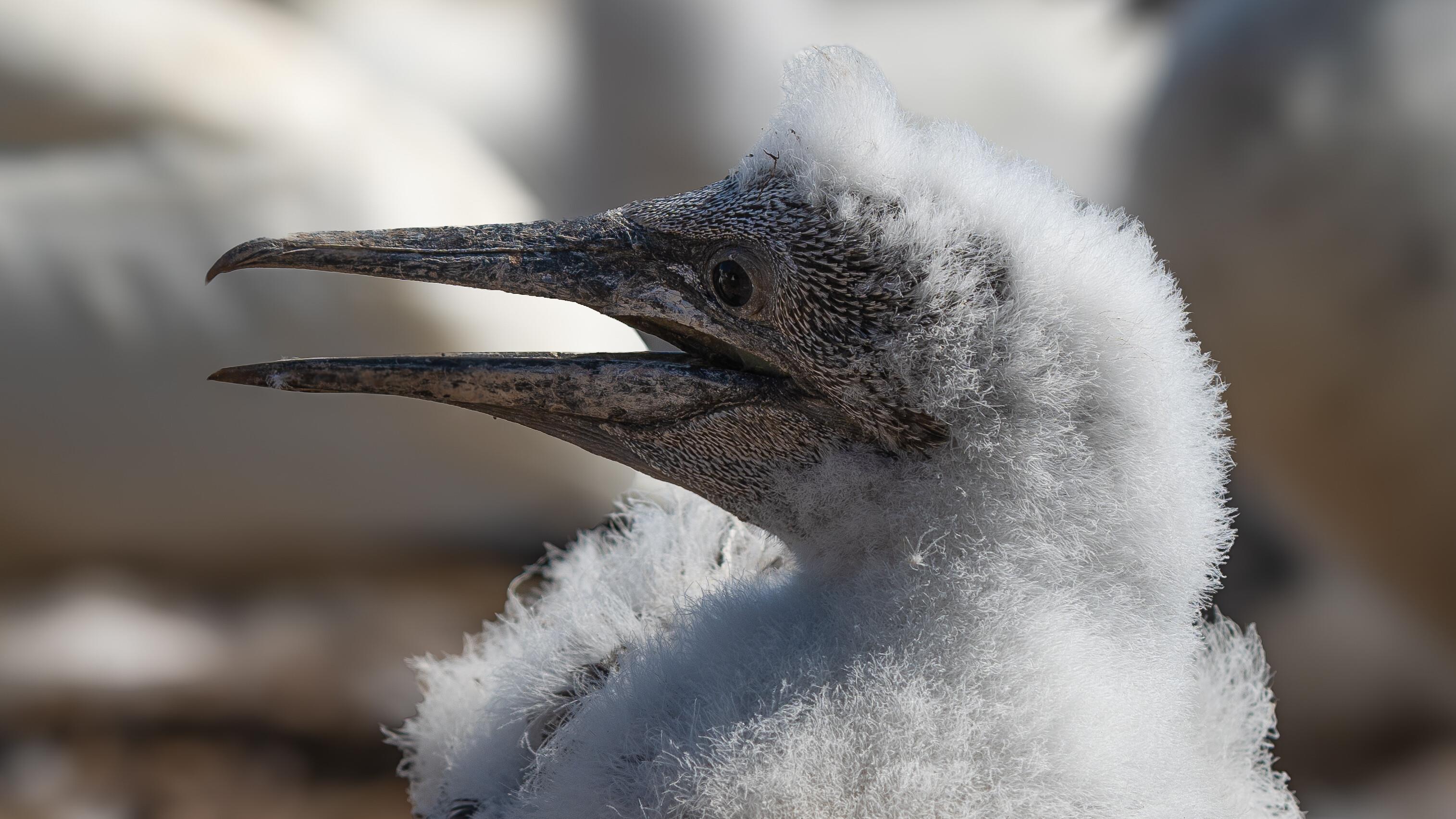 Des petits fous de Bassan par milliers à l’île Bonaventure | Radio ...